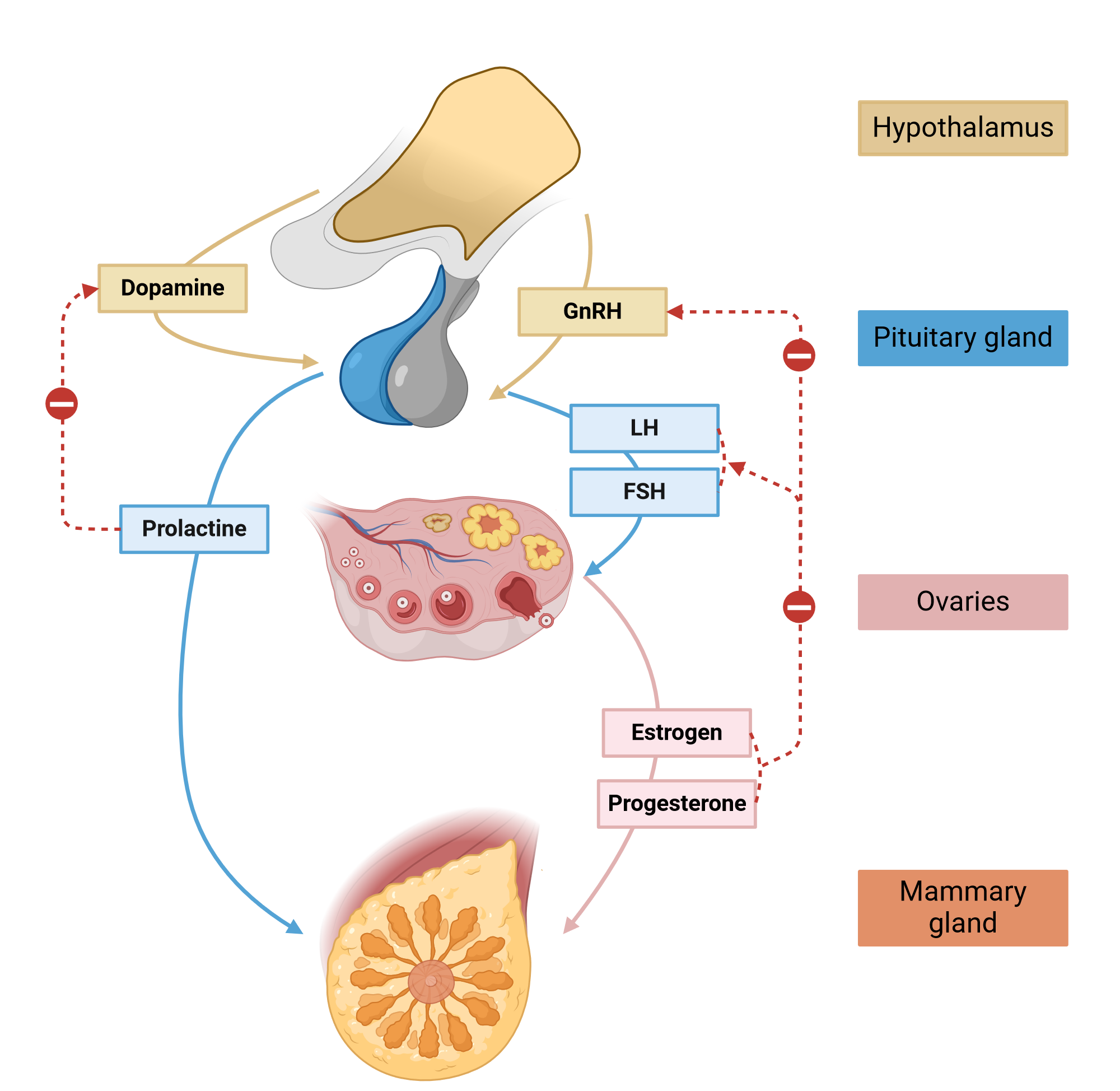 Hypothalamic-pituitary-ovarian-mammary axis | BioRender Science Templates