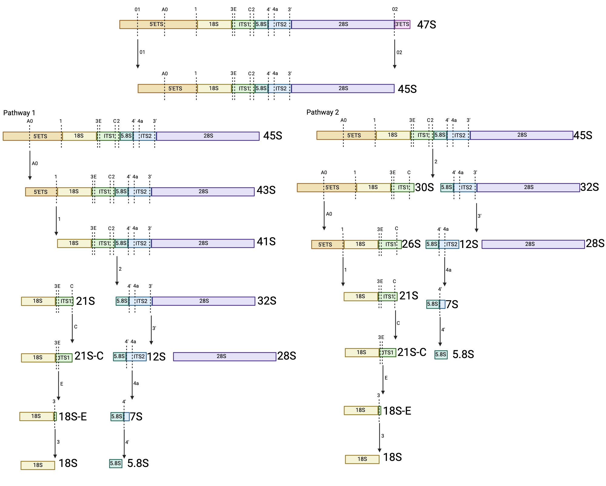 Human Pre-rRNA Processing and Cleavage Sites | BioRender Science Templates