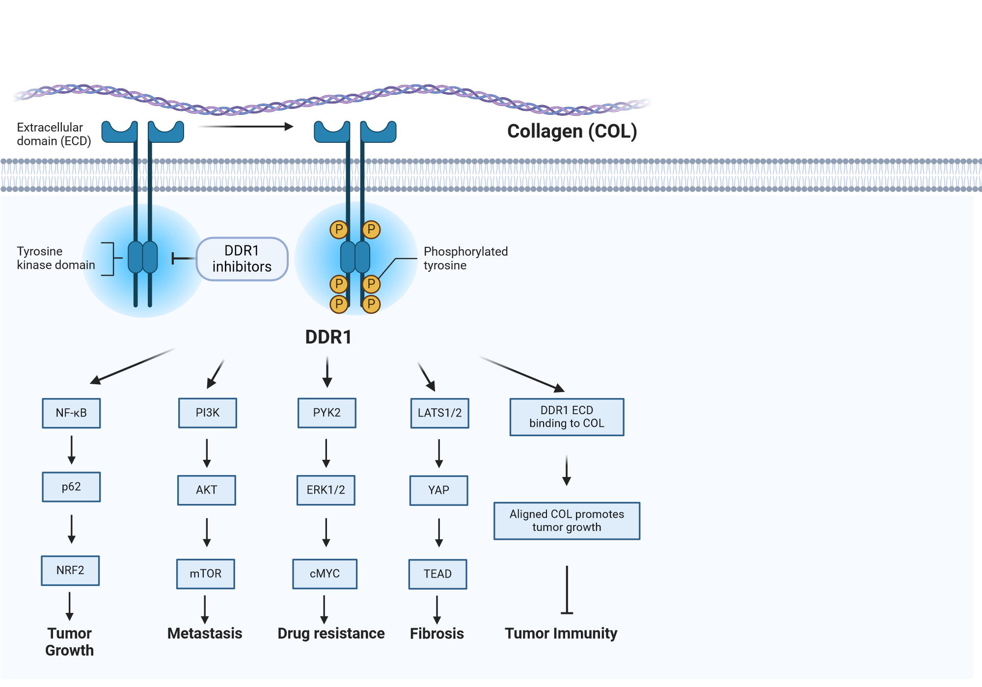 DDR1 signaling pathway | BioRender Science Templates