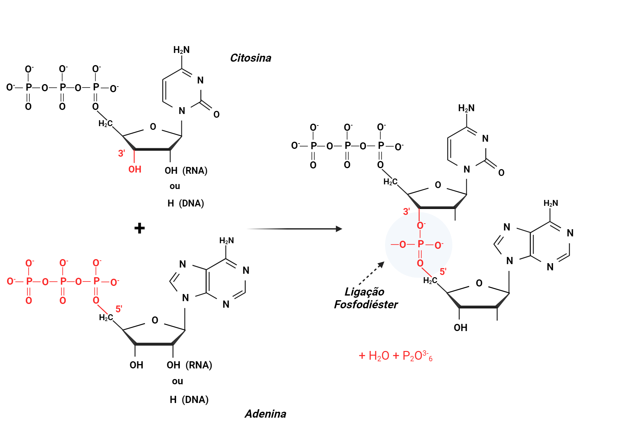 Nucleotide polymerization | BioRender Science Templates