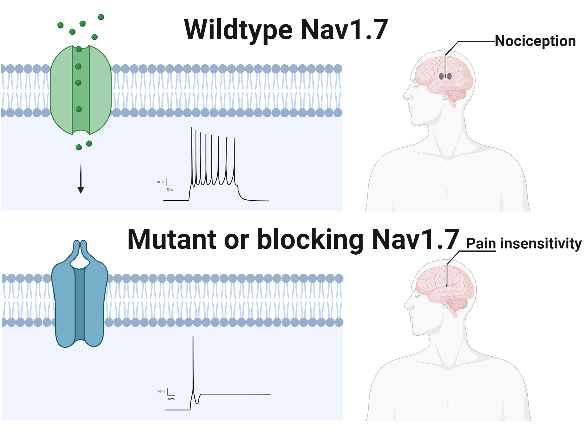 Mutation in Nav1.7 cause pain insensitivity | BioRender Science Templates