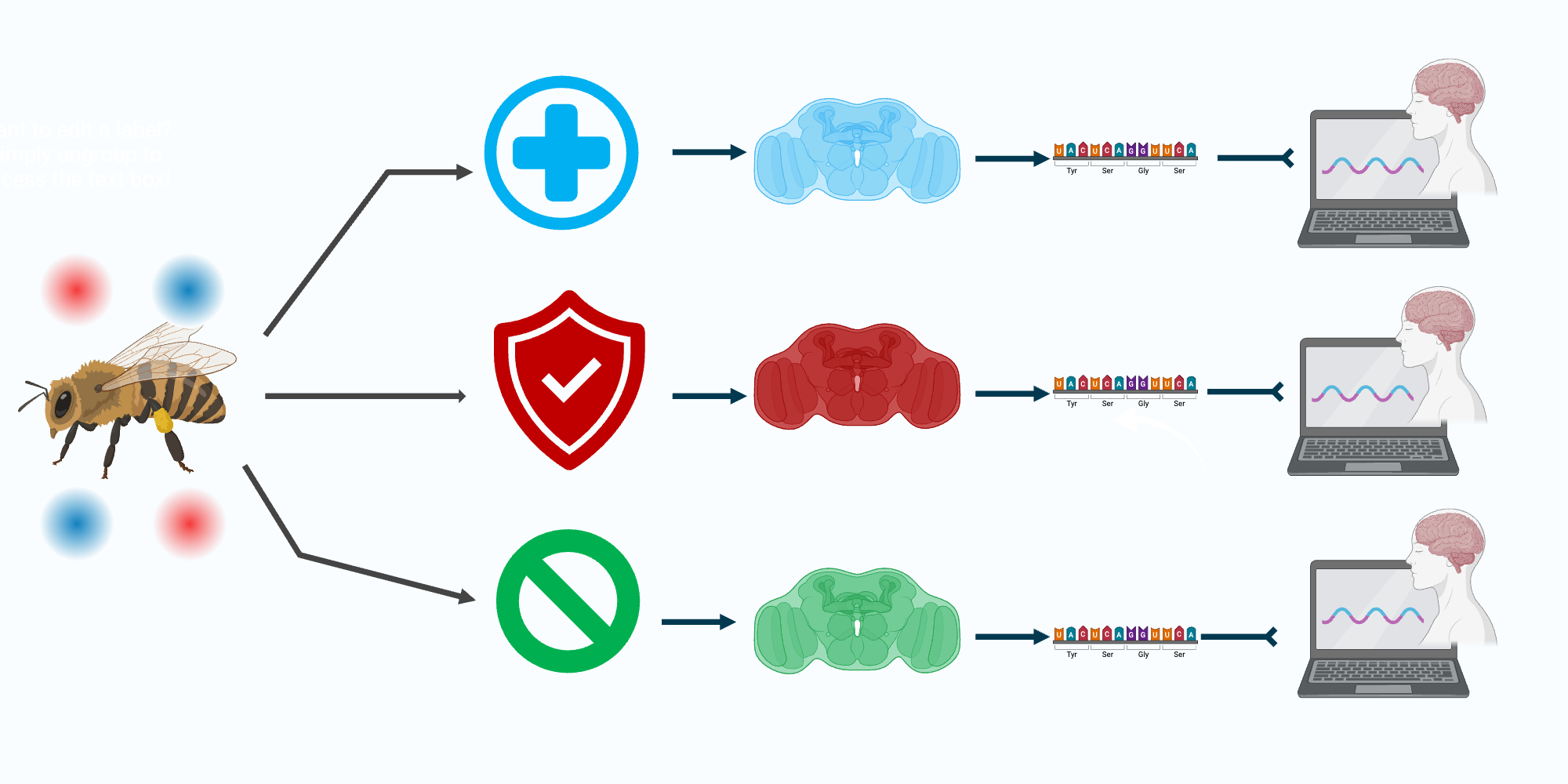 Bee flowchart | BioRender Science Templates