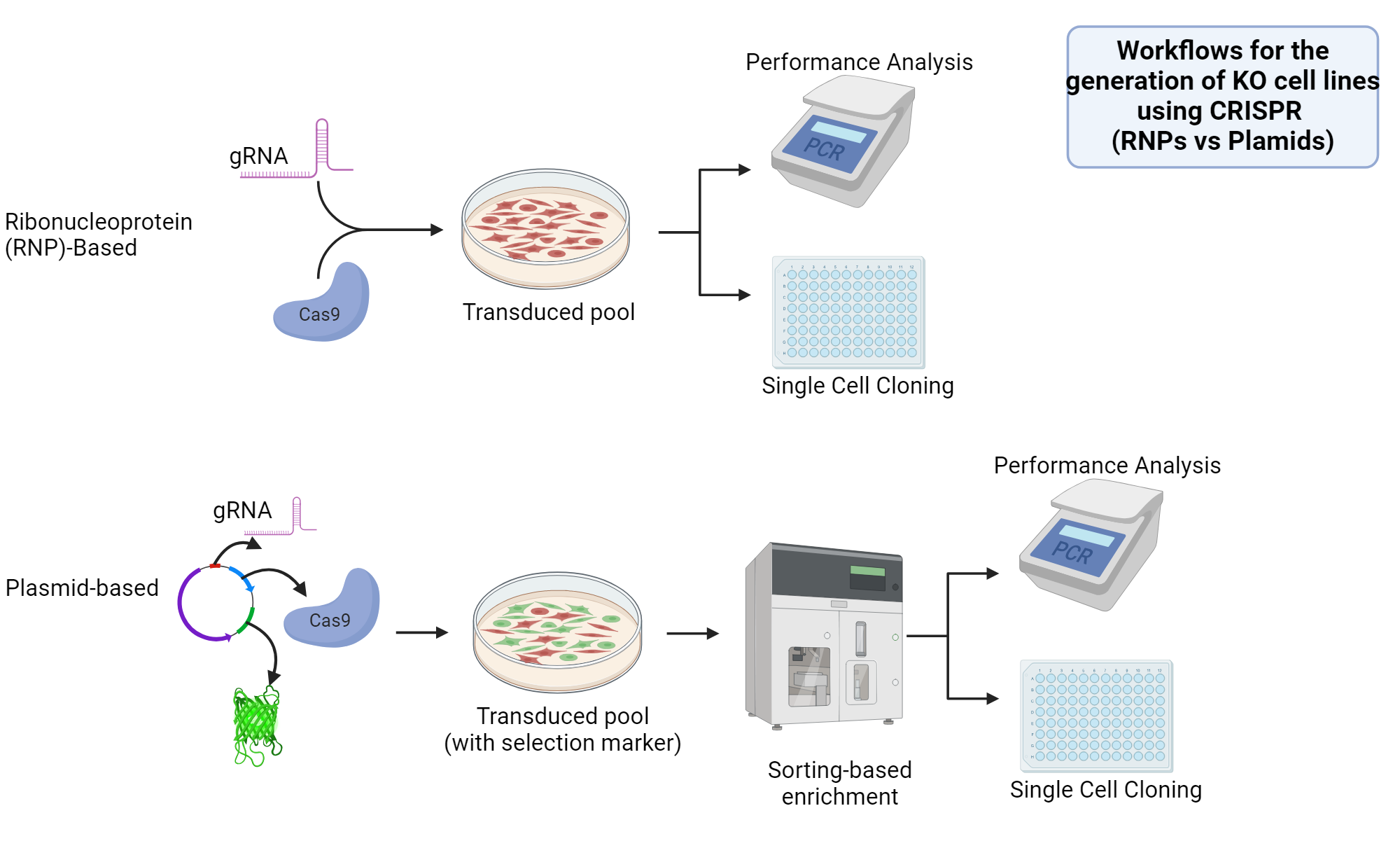Approaches for the generation of KO cells using CRISPR | BioRender ...