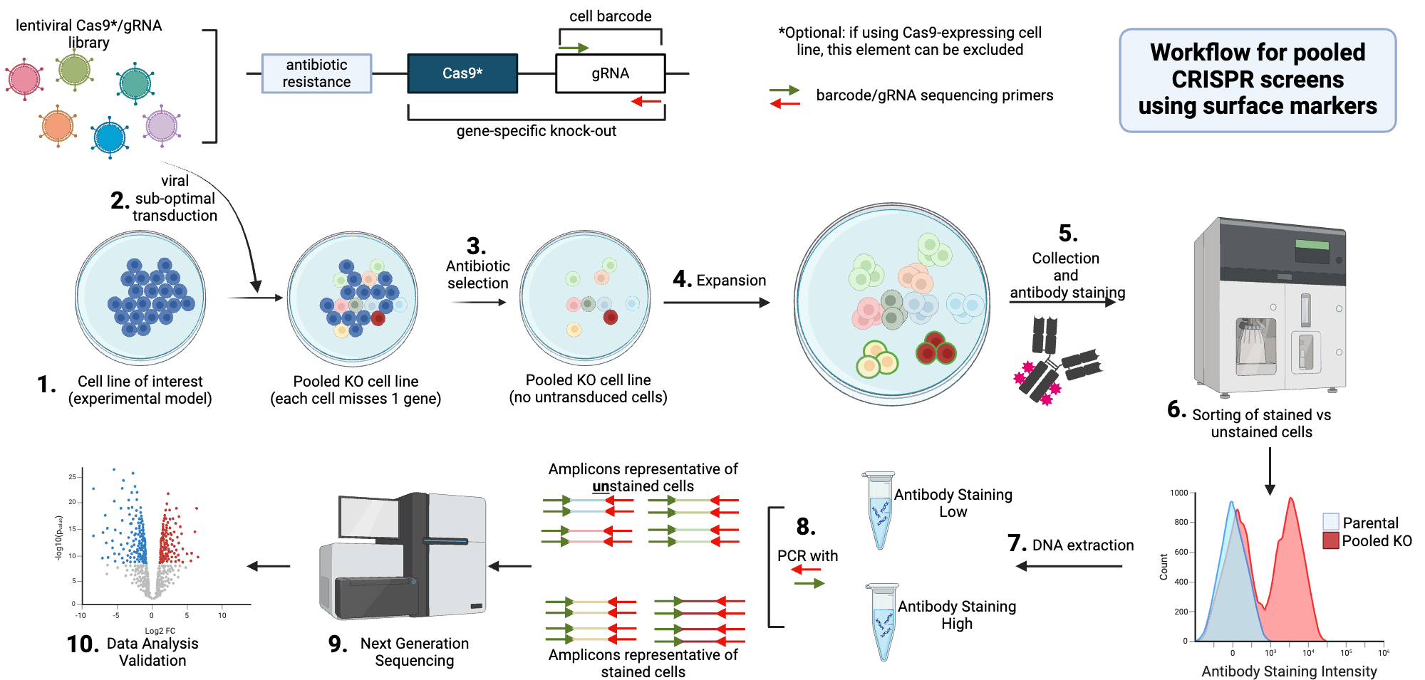 Workflow for pooled CRISPR screens using surface markers | BioRender ...