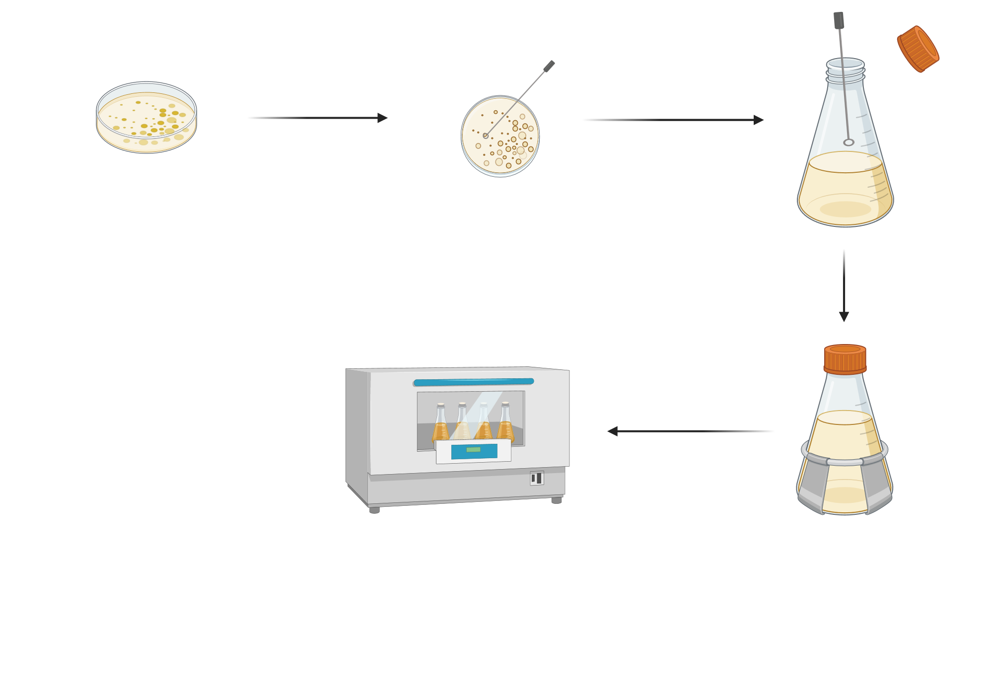 Preculture bacteria | BioRender Science Templates