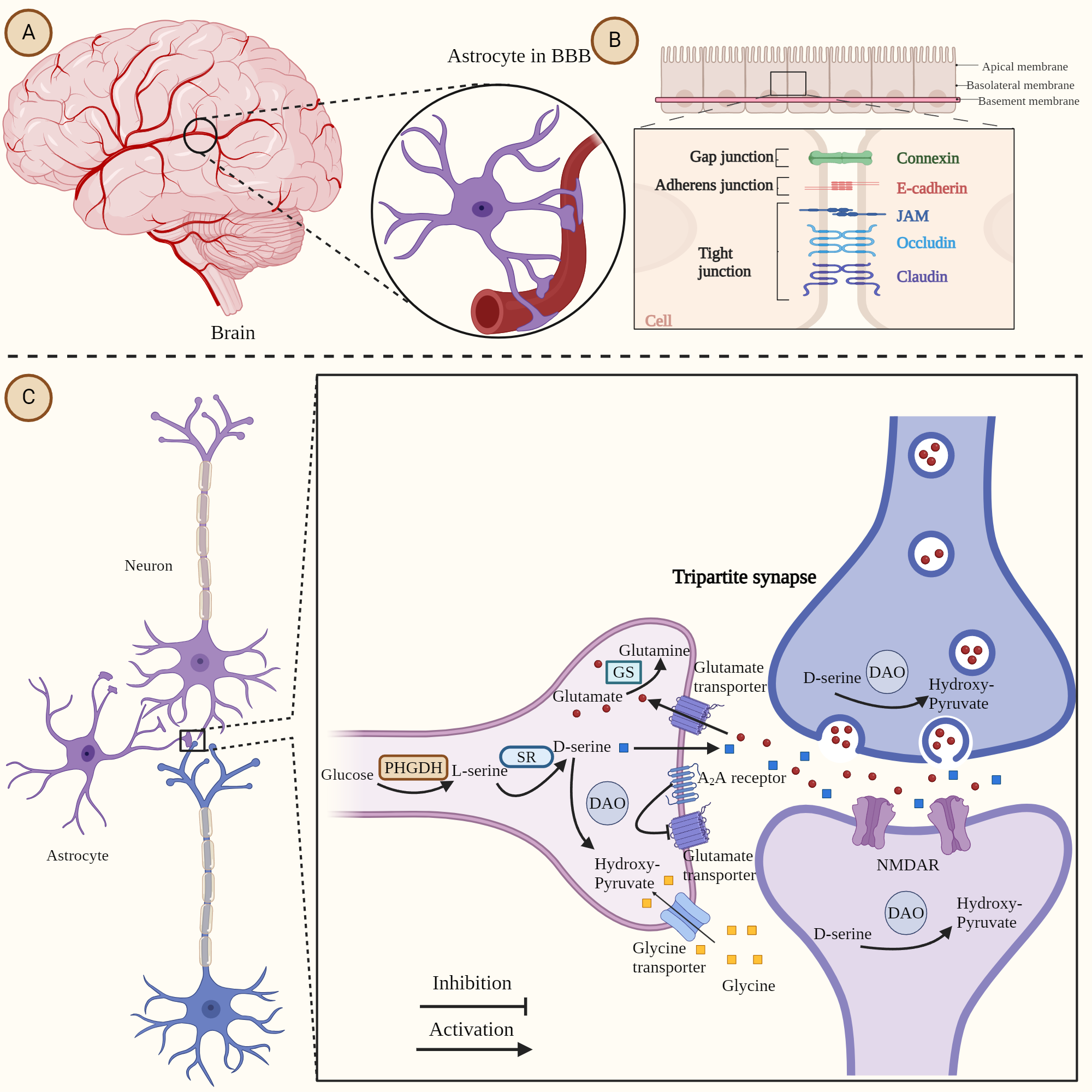 A General Depiction Of The Position Of The Astrocyte In The Tripartite Synapse And Bbb