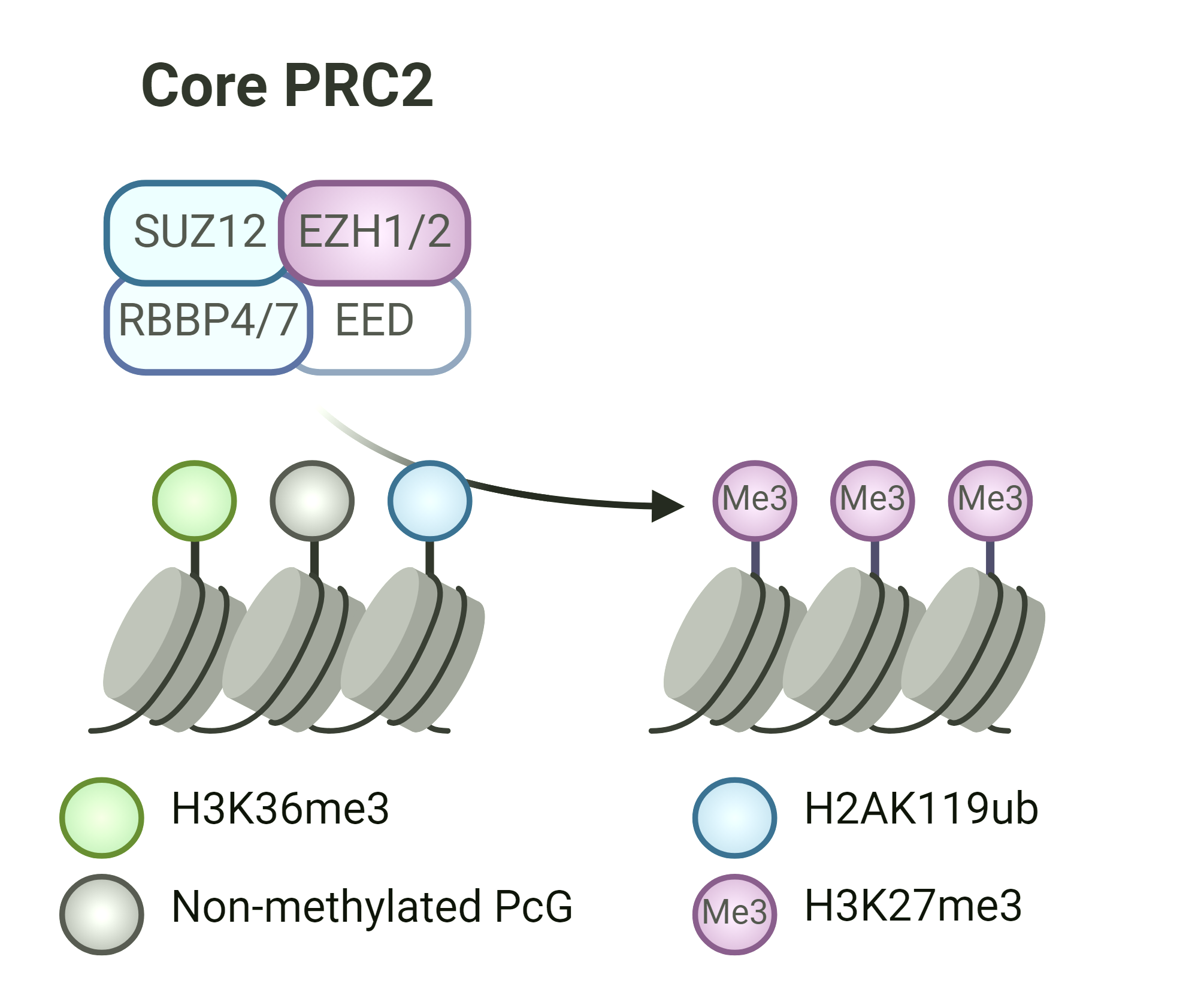 Methylation by core PRC2 complex | BioRender Science Templates