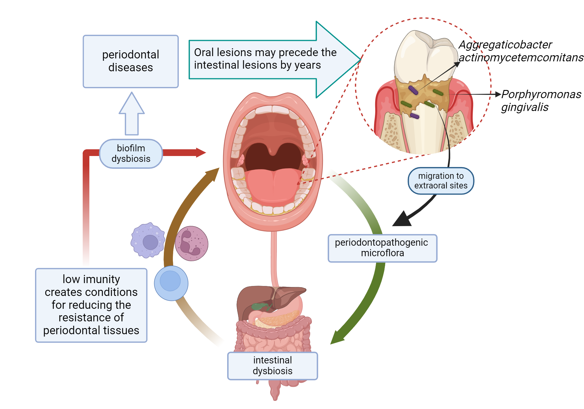 The Interconnection of Periodontal and Gastrointestinal Tract Pathology ...