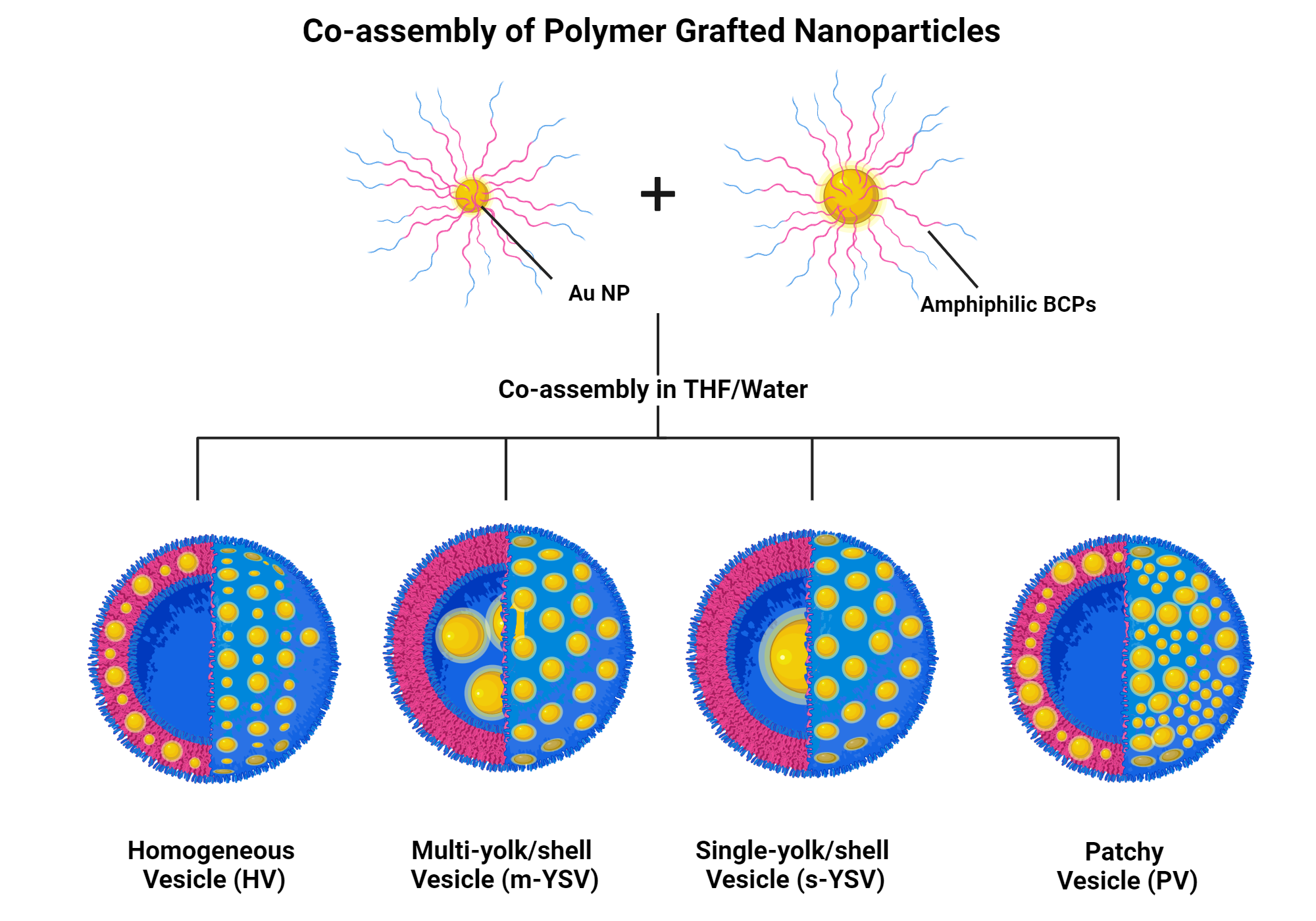 Schematic Illustration of the Co-Assembly of Binary Mixtures of PGNPs ...
