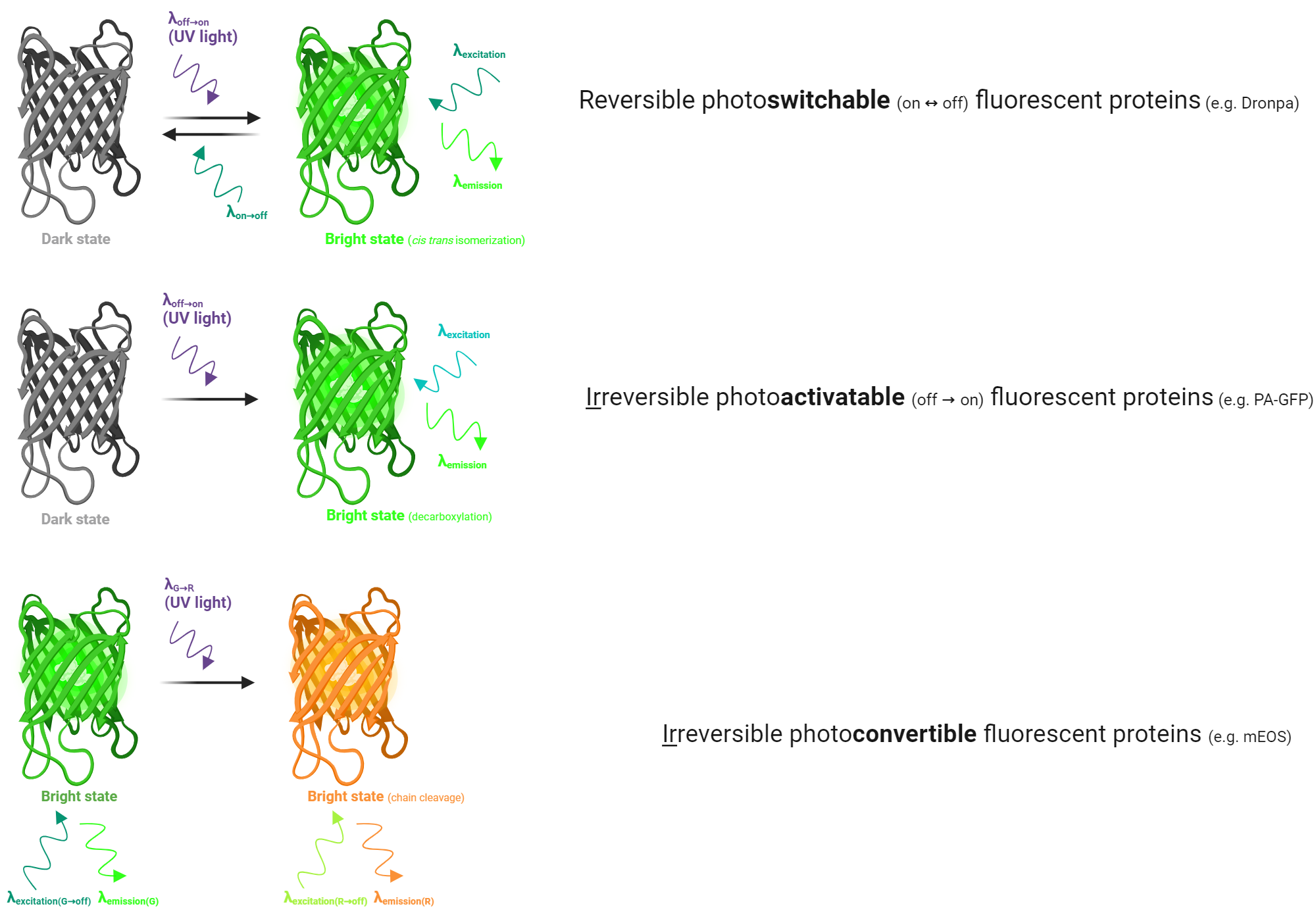 PALM microscopy | BioRender Science Templates