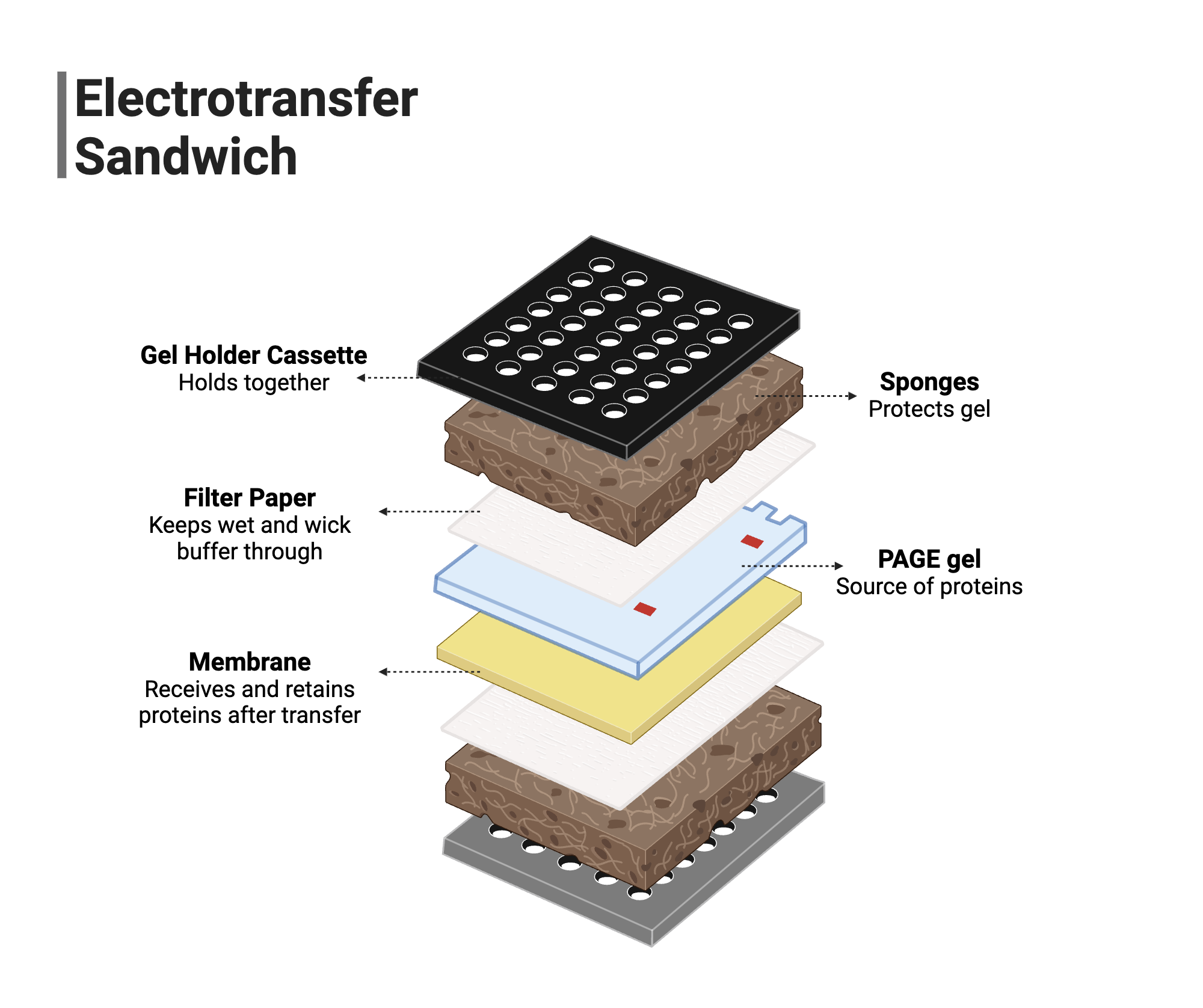Western Blot Transfer Method | BioRender Science Templates