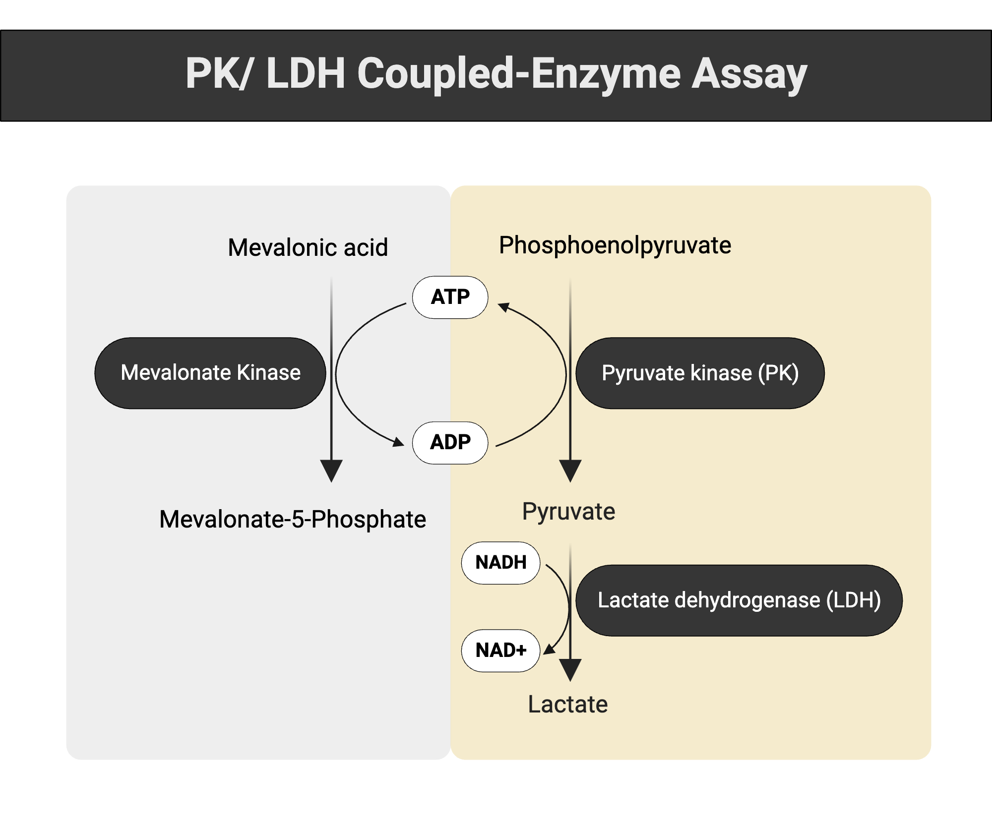 Pyruvate Kinase And Lactate Dehydrogenase Coupled Enzyme Assay