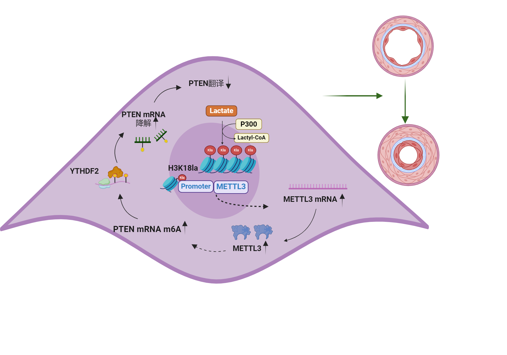 lactylation | BioRender Science Templates
