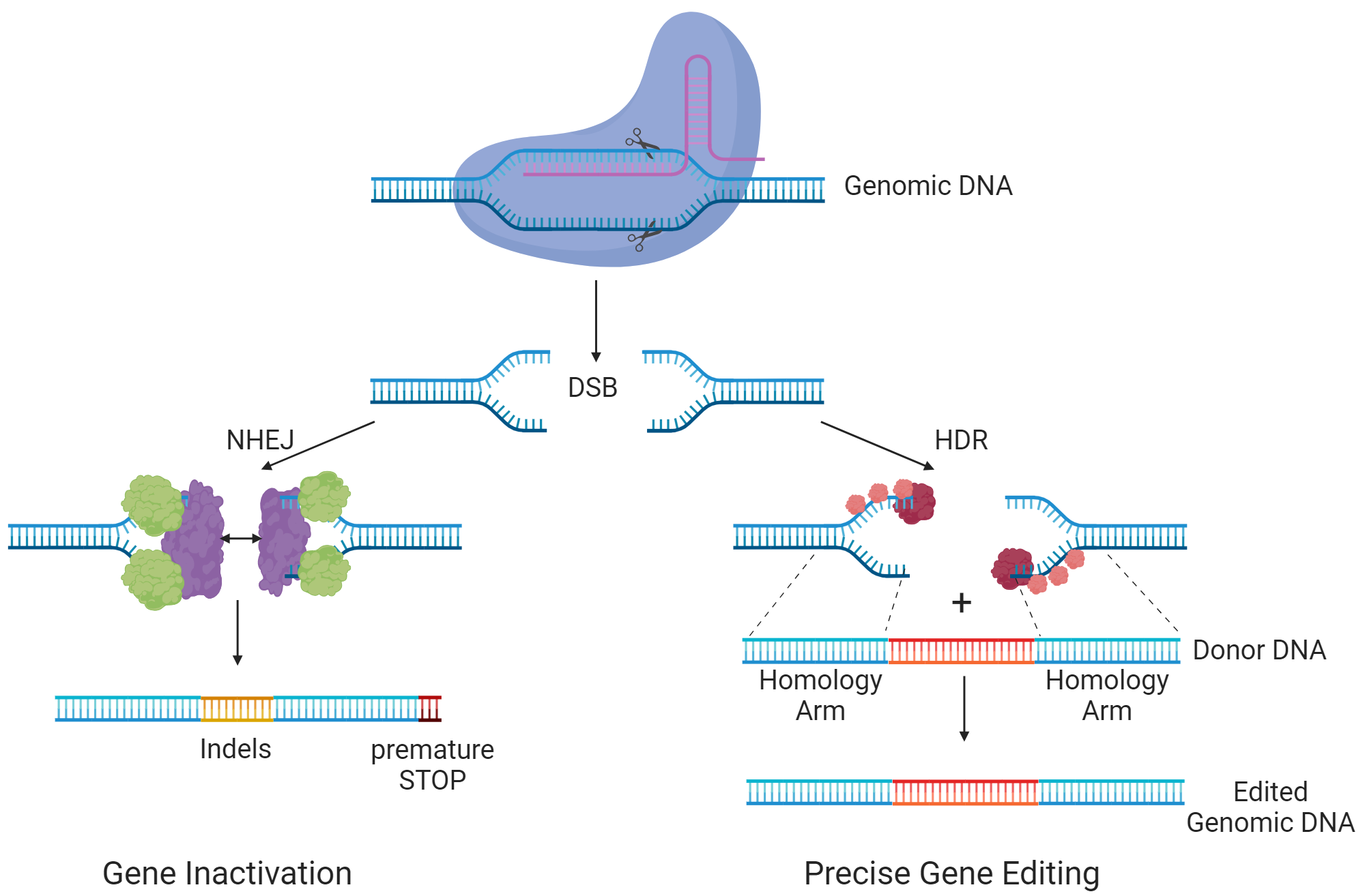 Leveraging CRISPR and DNA damage response for genome editing ...