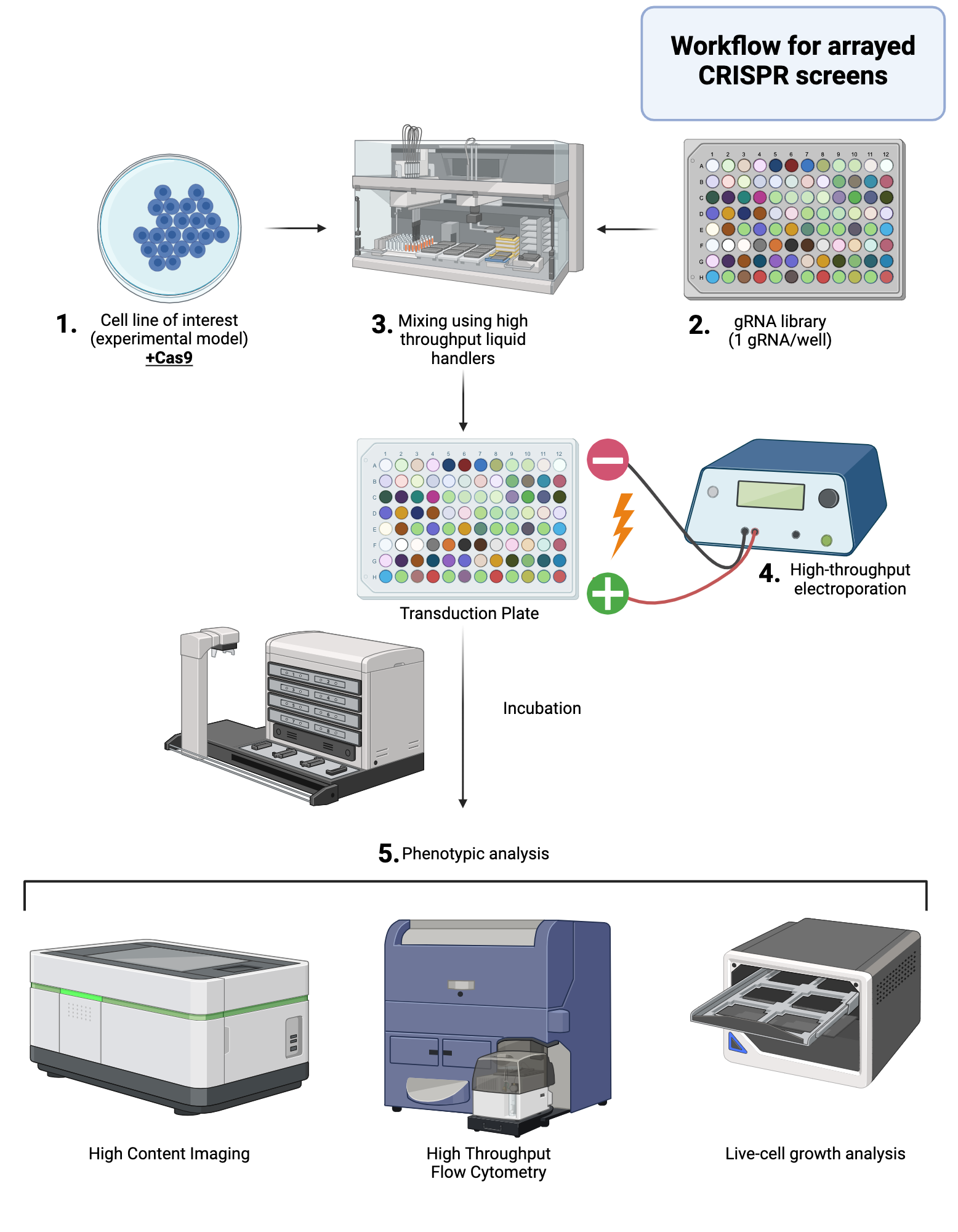 Arrayed CRISPR screens | BioRender Science Templates