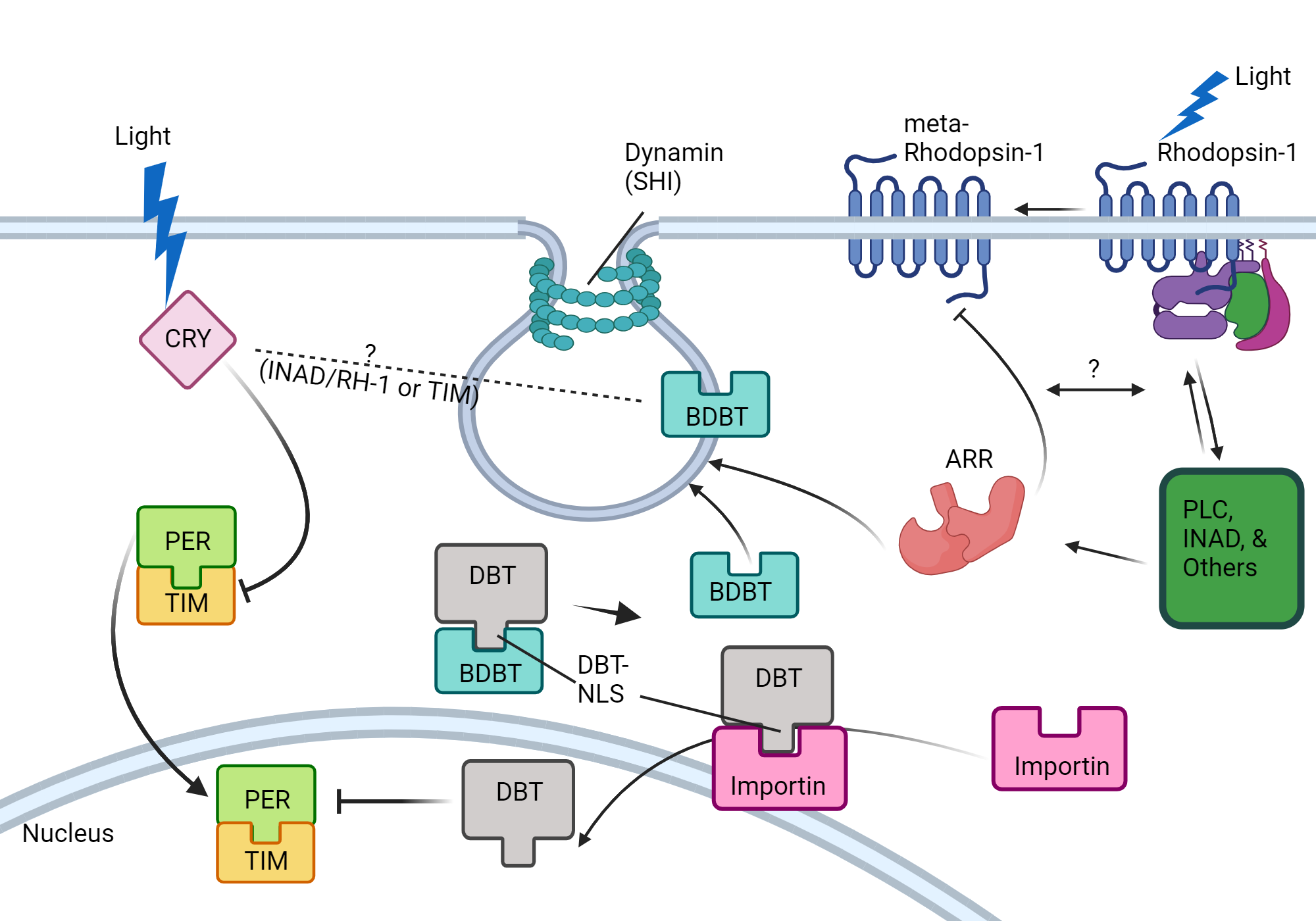 Light Transduction Pathway Involving PERIOD, BDBT, and ARRESTIN ...