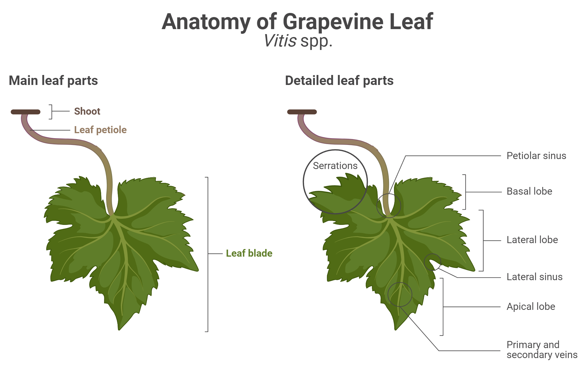 Anatomy of Grapevine (Vitis spp.) Leaf | BioRender Science Templates