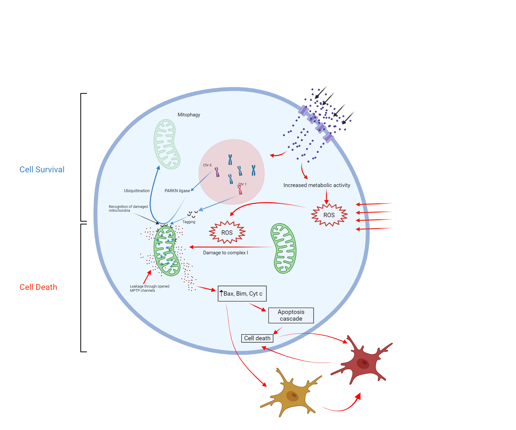 Mitophagy | BioRender Science Templates