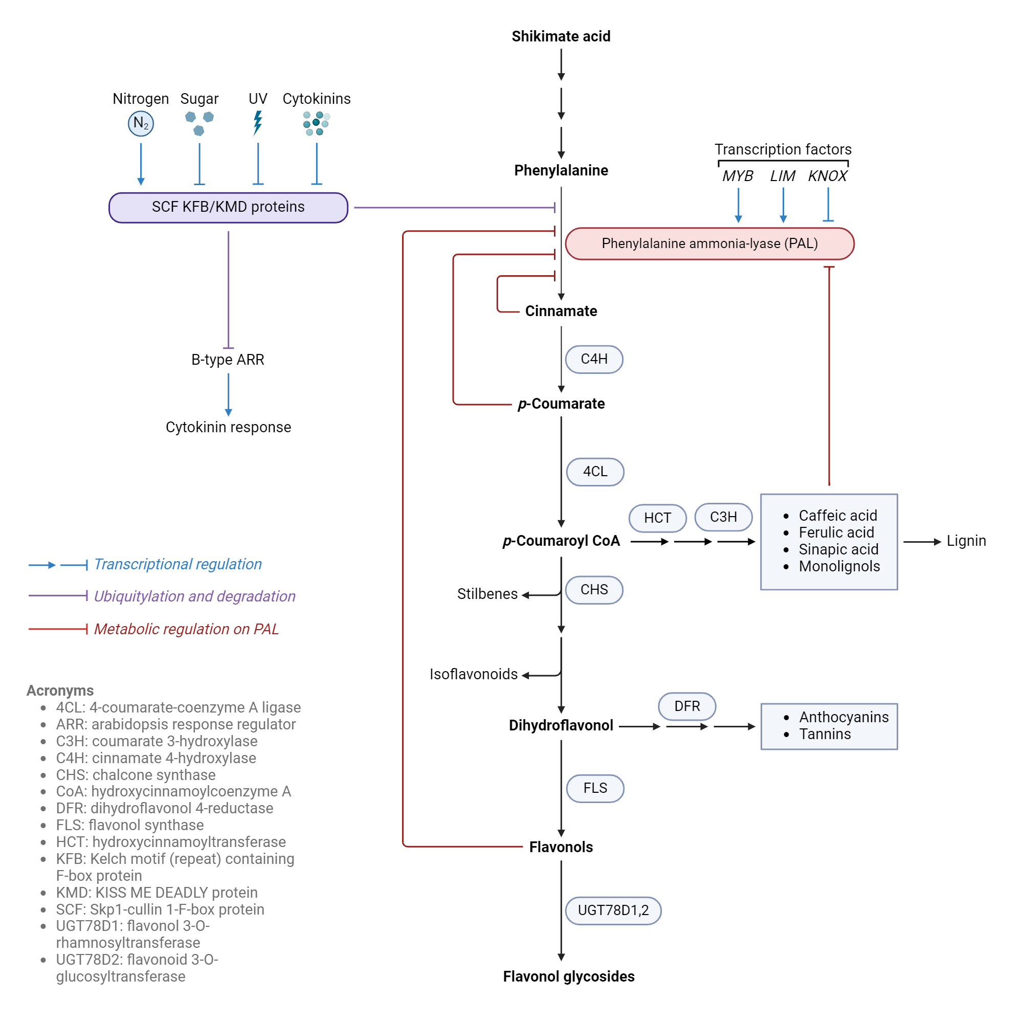 Phenylpropanoid Biosynthesis Pathway | BioRender Science Templates
