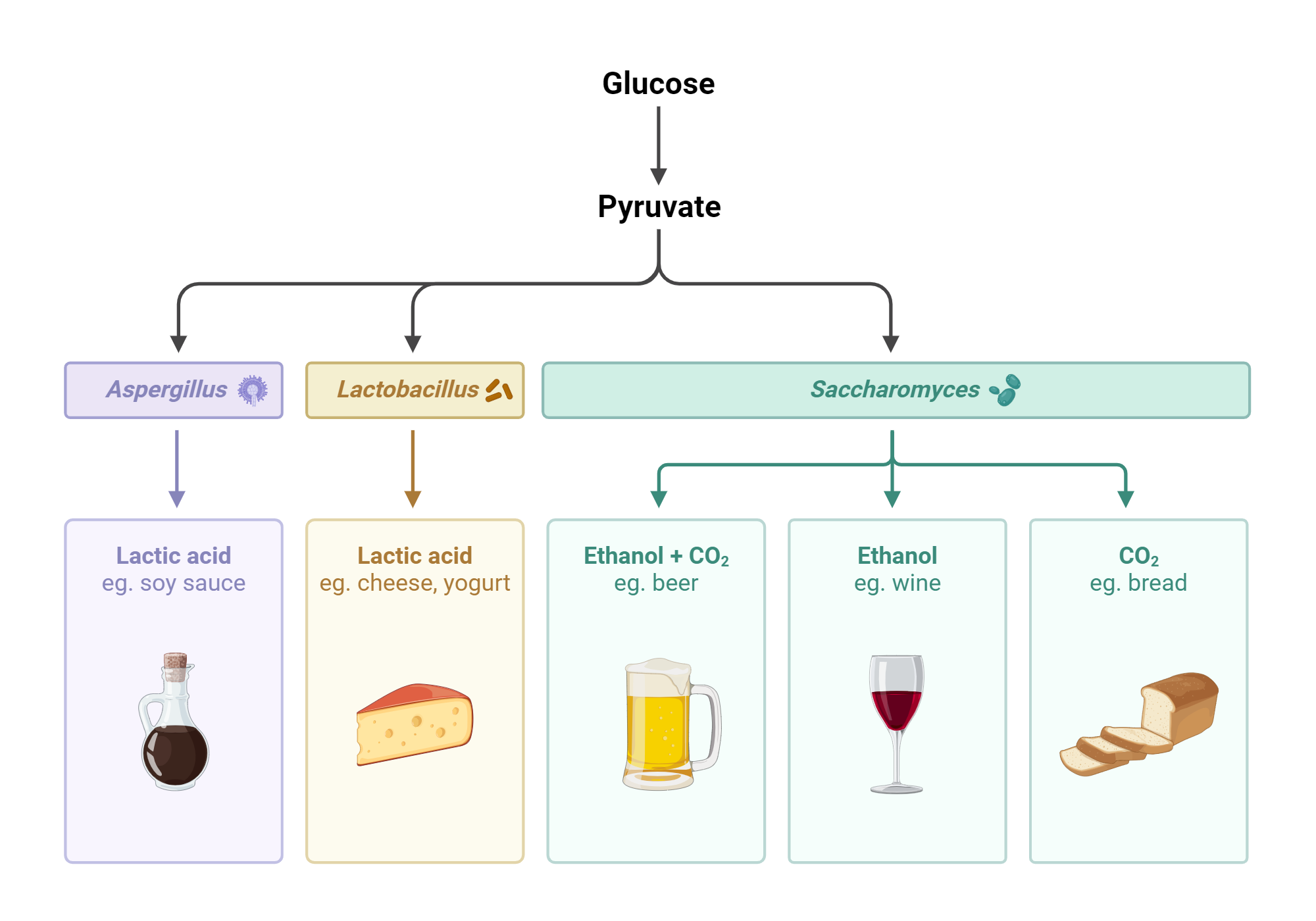 Microorganisms in Food Production | BioRender Science Templates