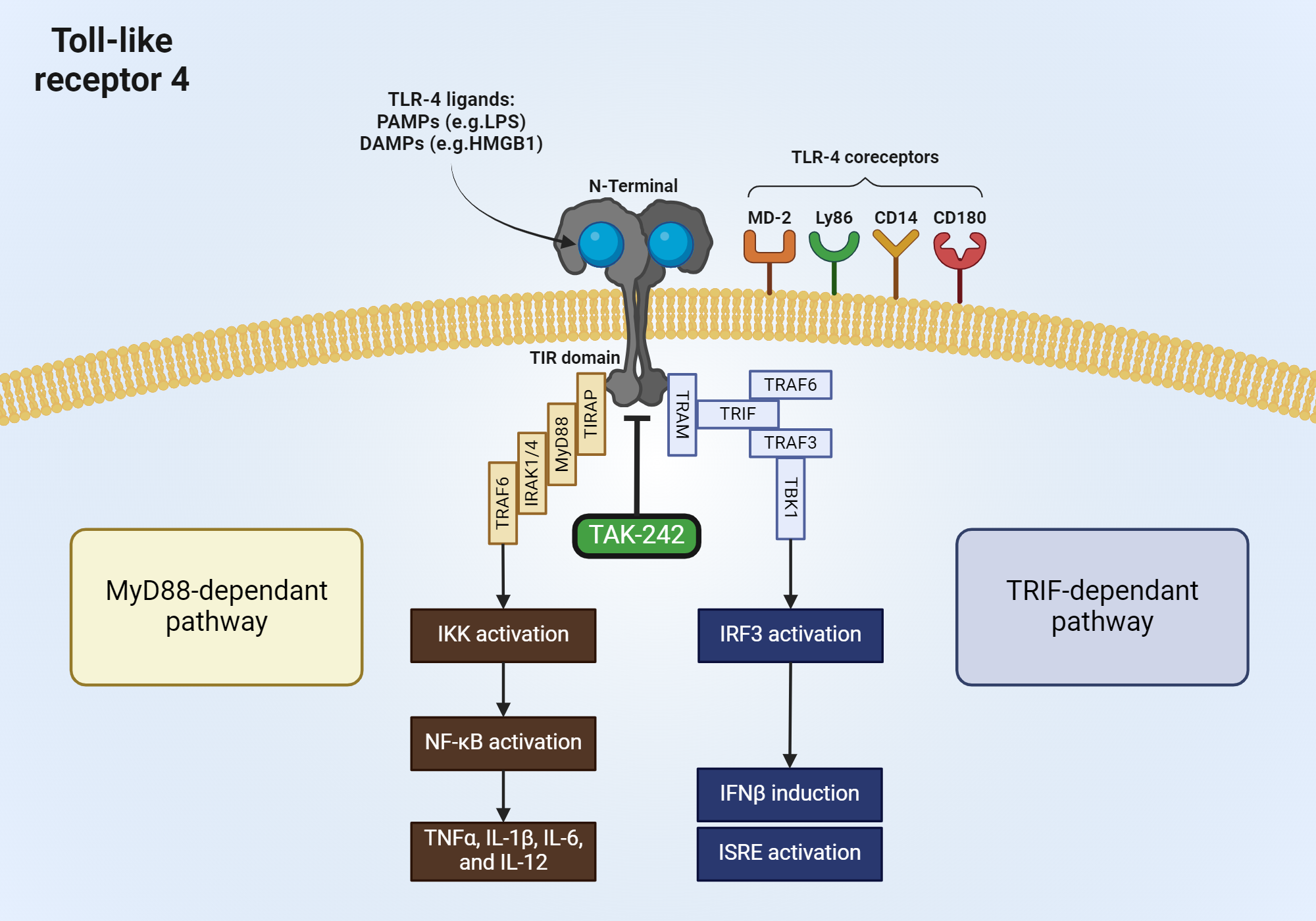 TLR4 pathway and TAK-242 interaction | BioRender Science Templates