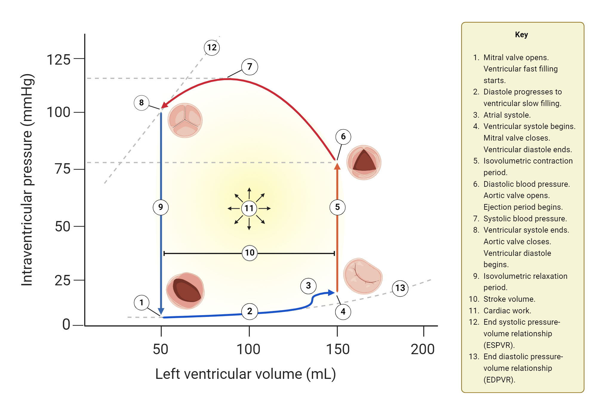 Pressure-volume loop | BioRender Science Templates