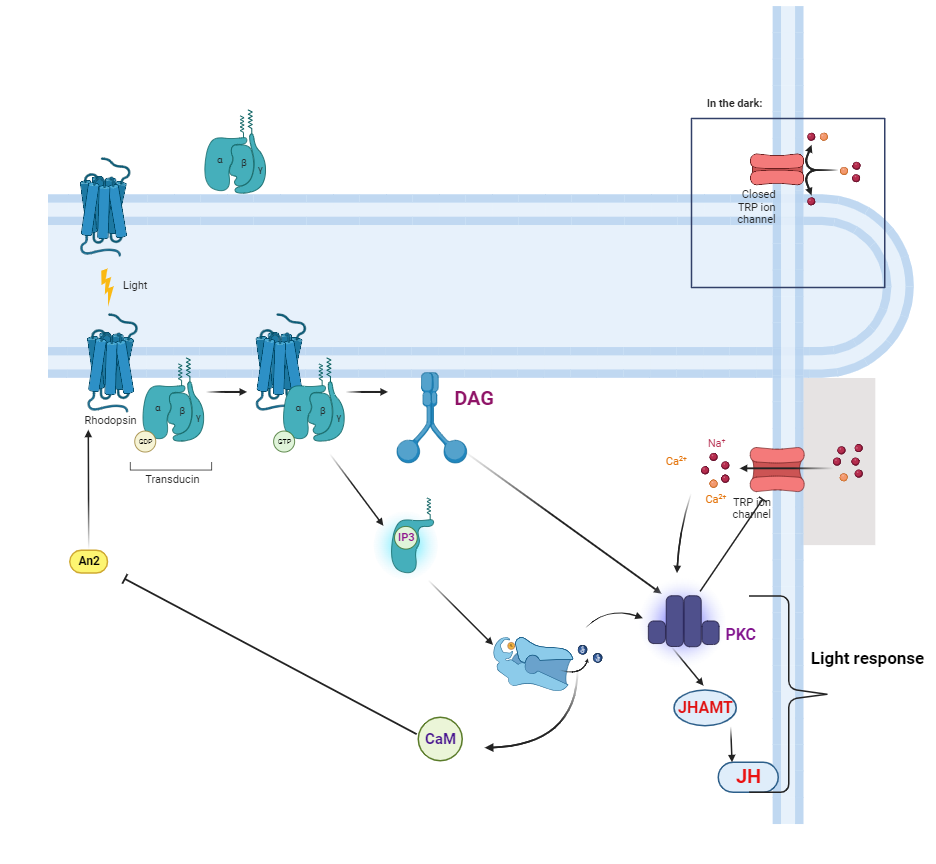 Start Here! | BioRender Science Templates