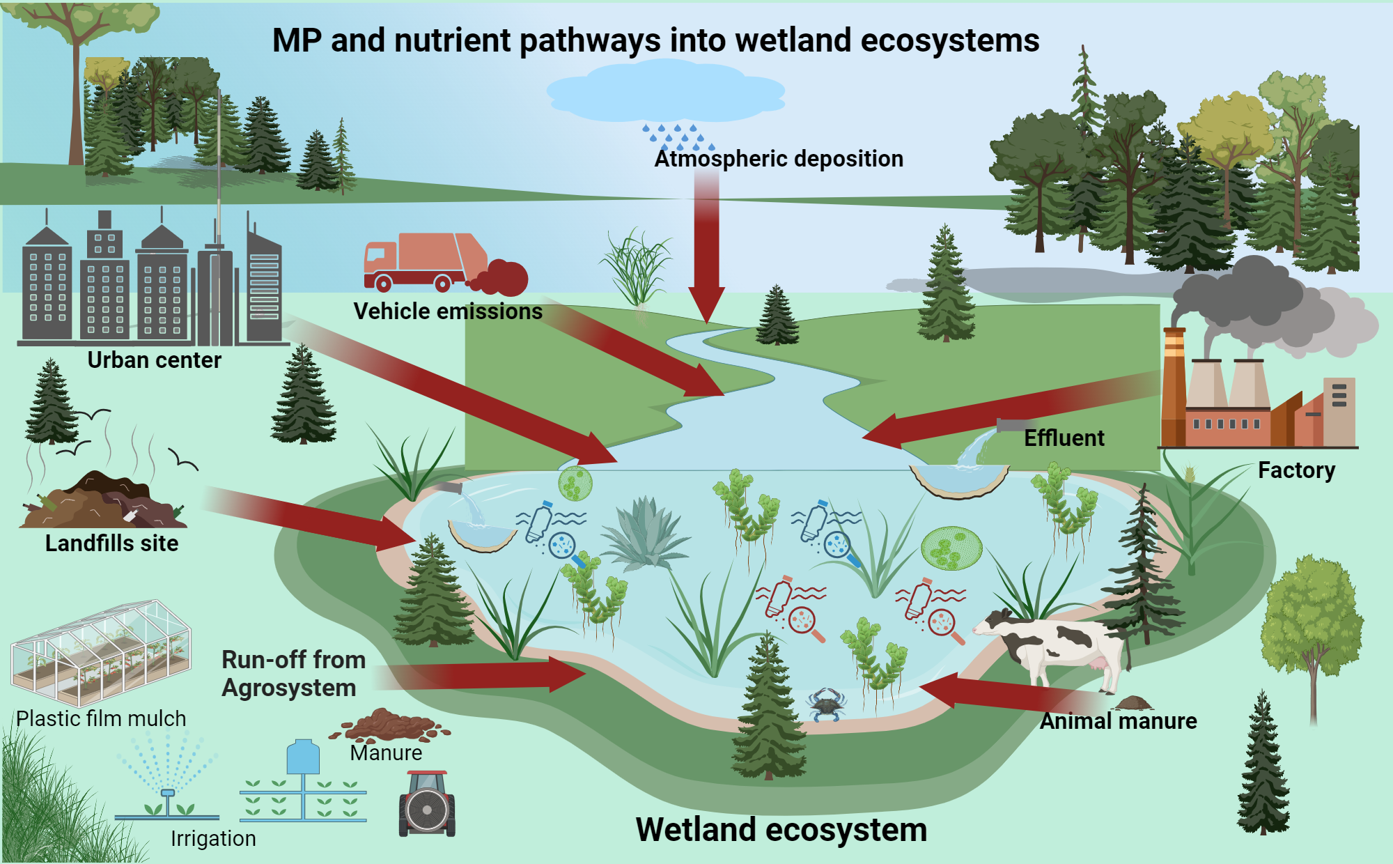 Nutrients and microplastics pathway into wetlands | BioRender Science ...