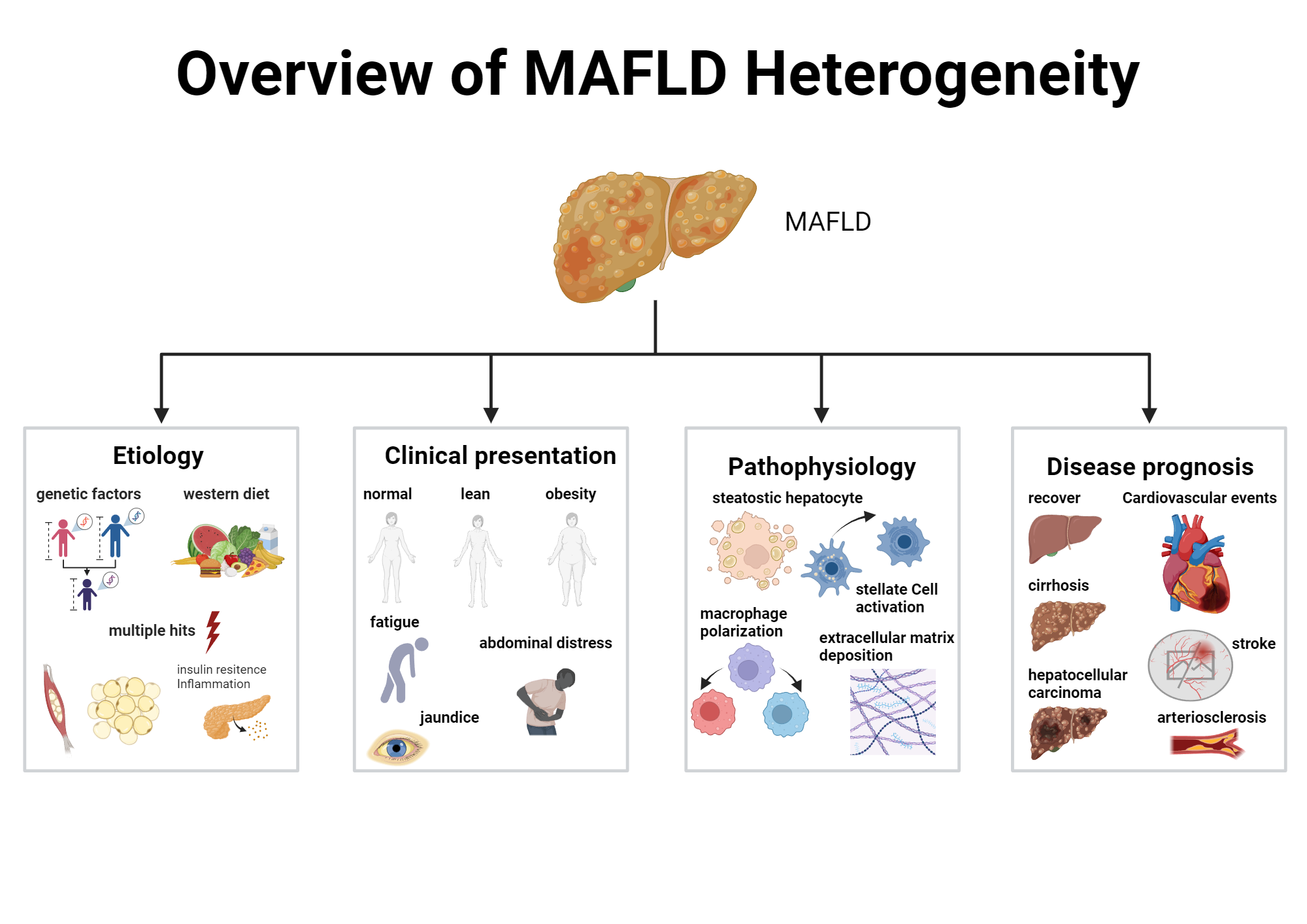 Overview of MAFLD heterogeneity | BioRender Science Templates Overview of MAFLD heterogeneity | BioRender Science Templates