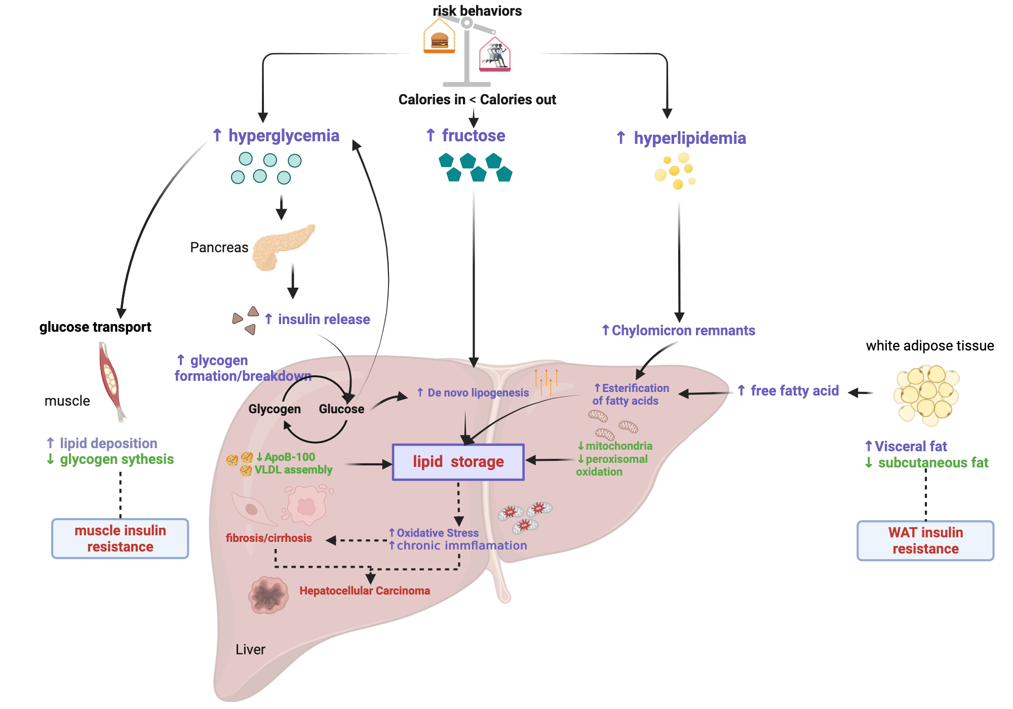 MASLD MECHANISM | BioRender Science Templates