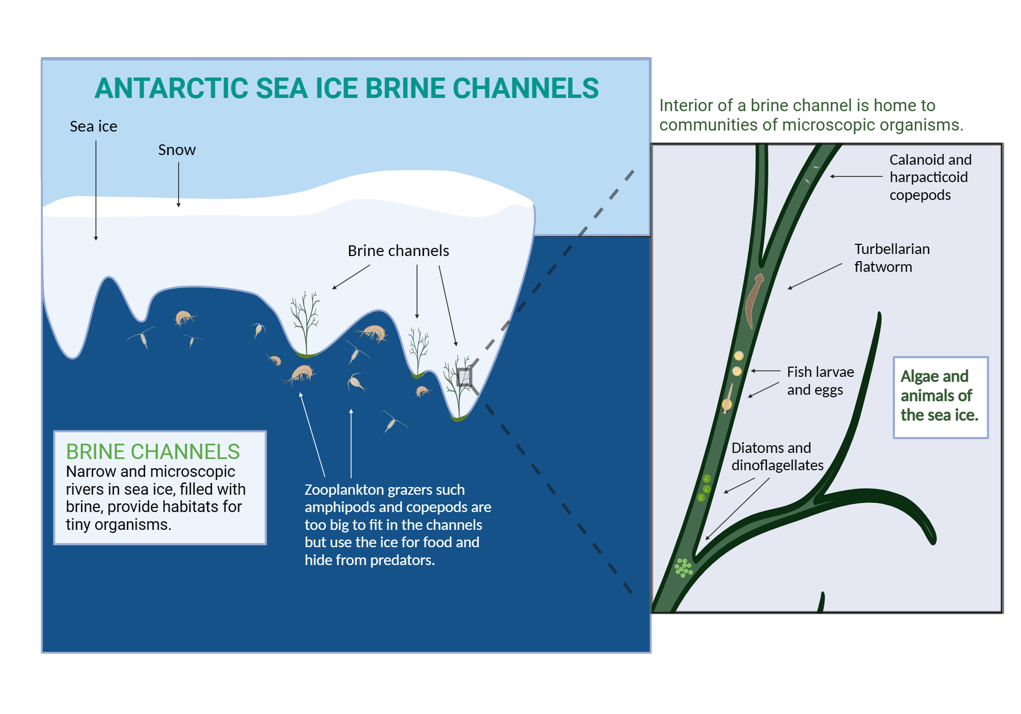 Antarctic Sea Ice Brine Channels | BioRender Science Templates