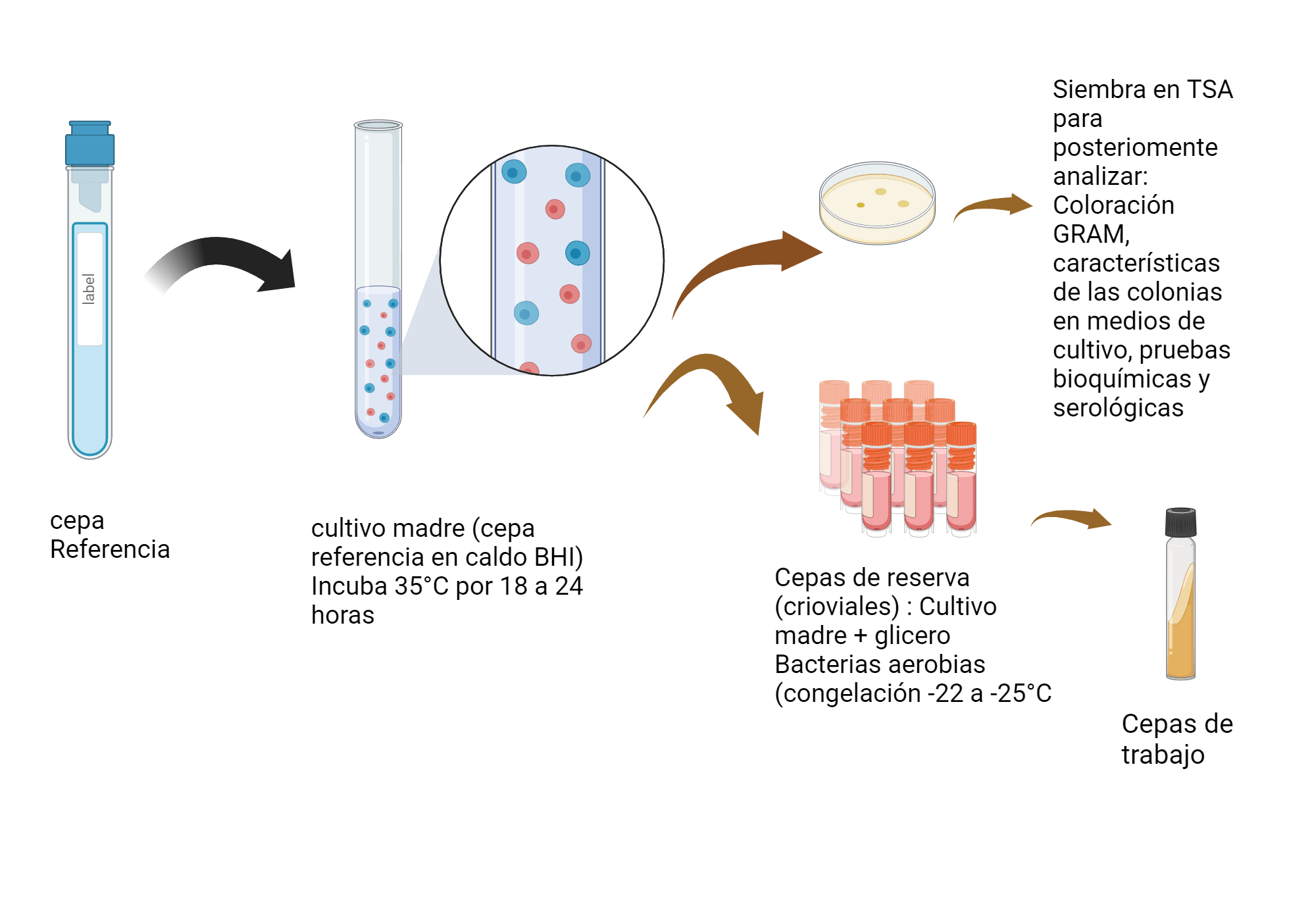 strain microbiology aerobic bacteria | BioRender Science Templates