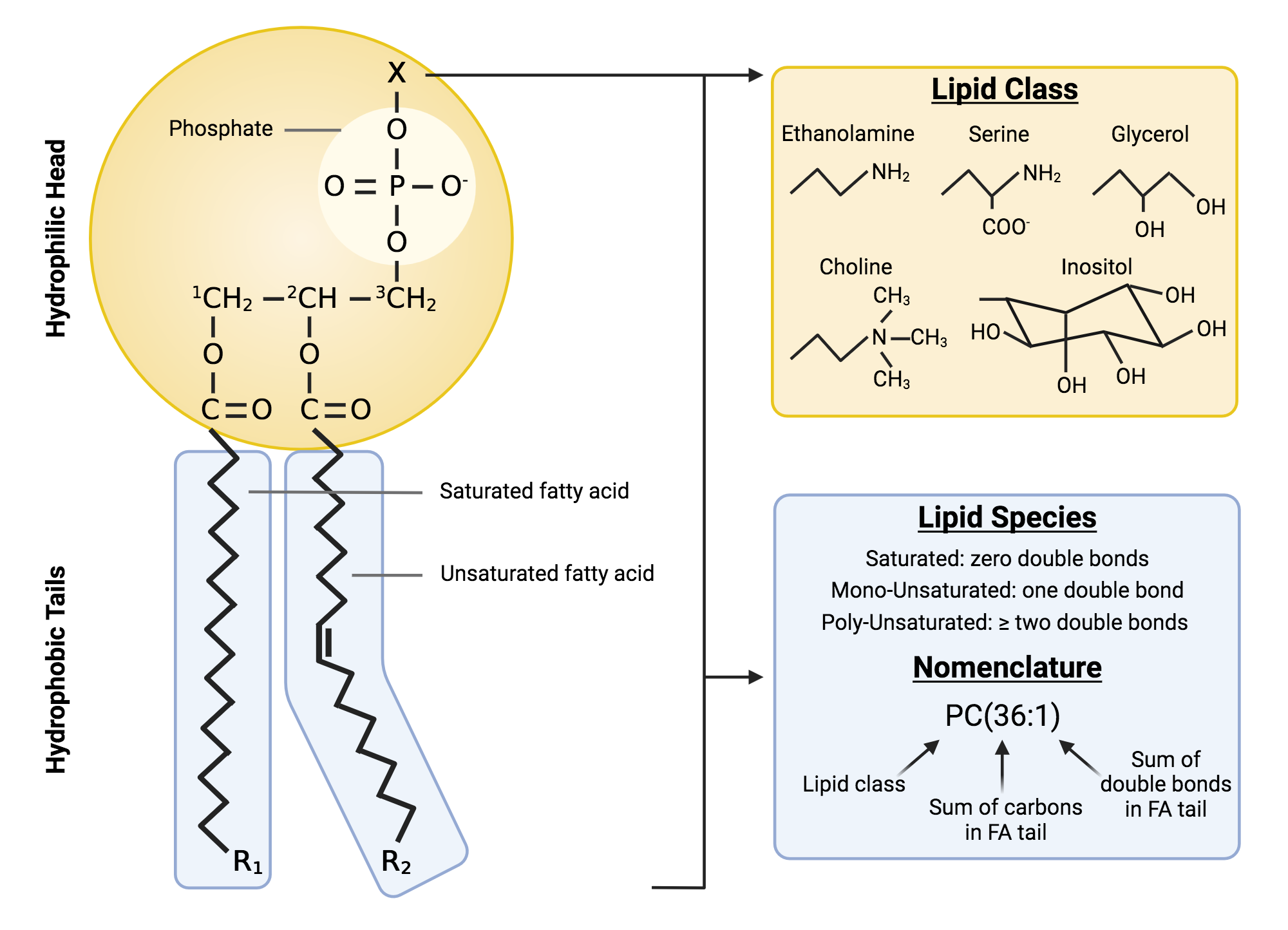 Phospholipid Structure BioRender Science Templates Phospholipid Structure BioRender Science Templates