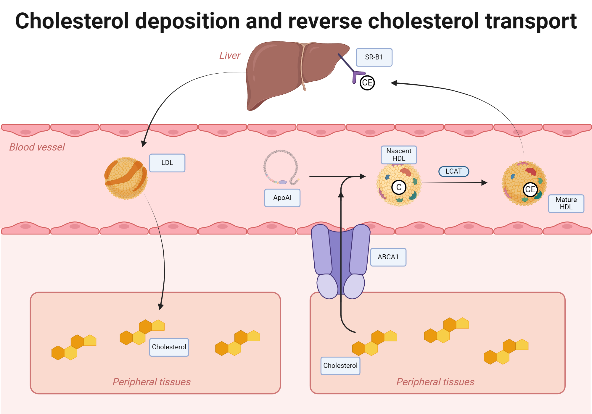 Cholesterol Deposition And Reverse Cholesterol Transport | BioRender ...