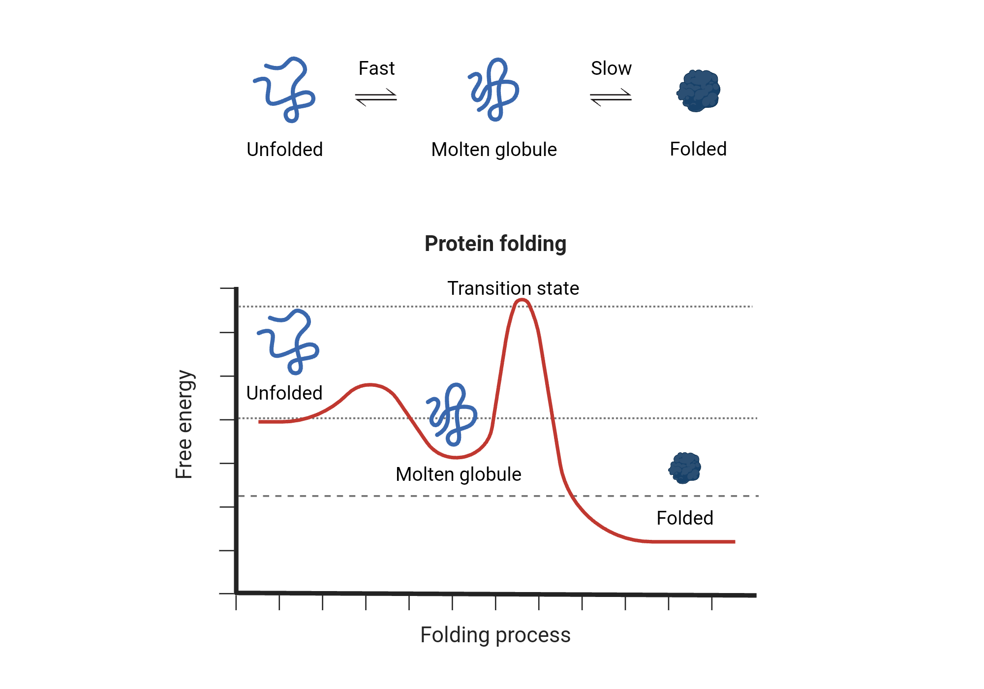 Protein folding | BioRender Science Templates