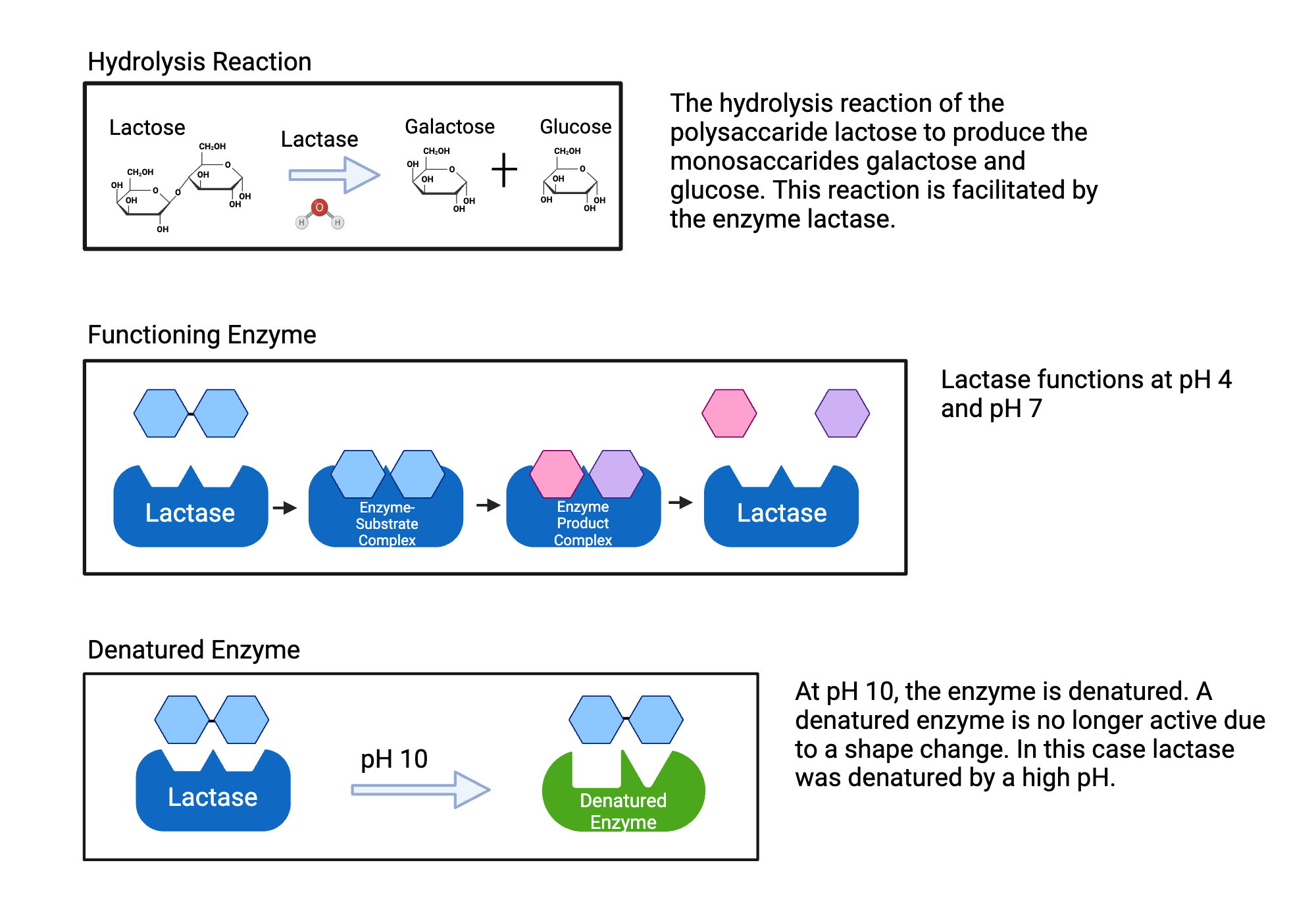 Lactase Summary Figure | BioRender Science Templates