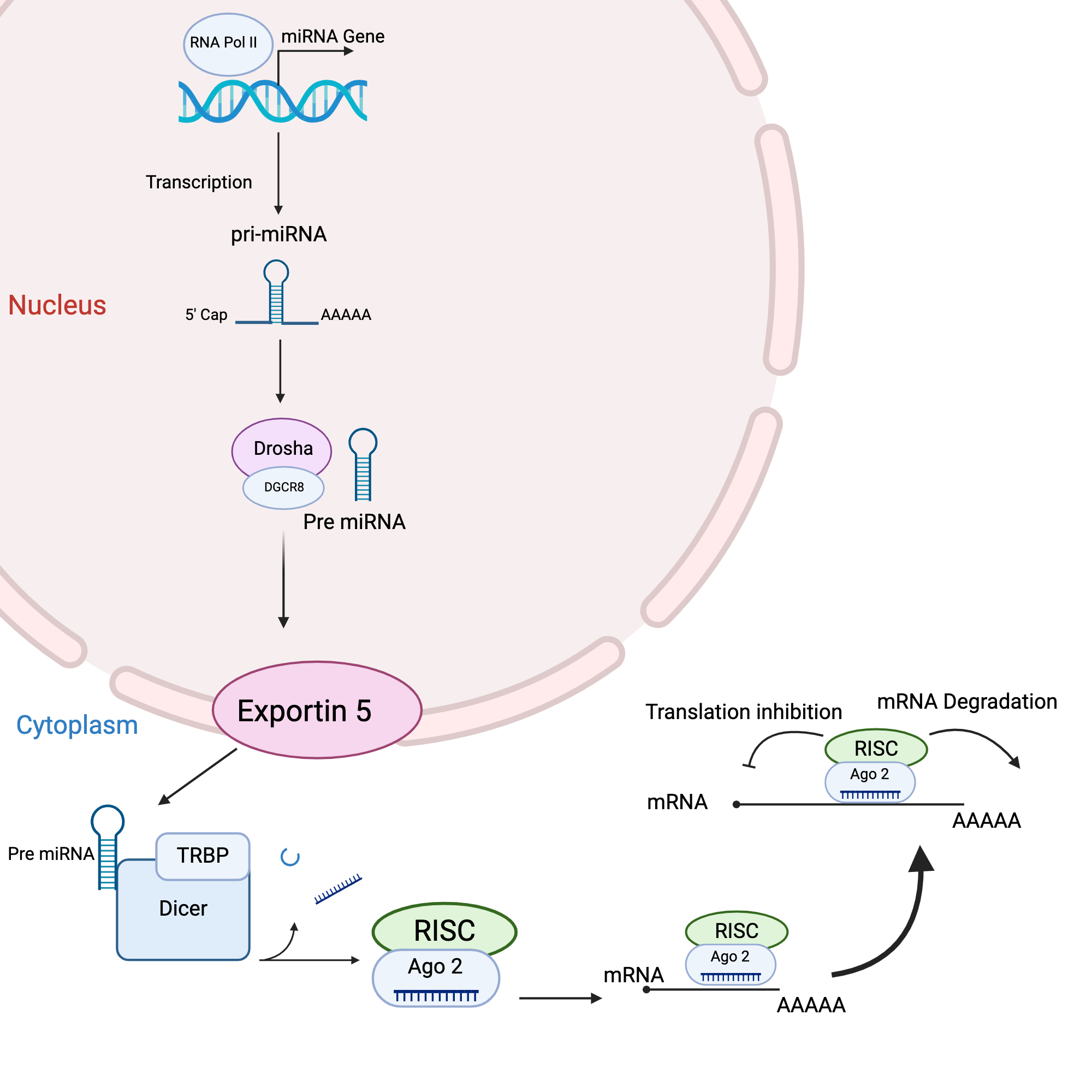 MicroRNA Biogenesis Pathway | BioRender Science Templates
