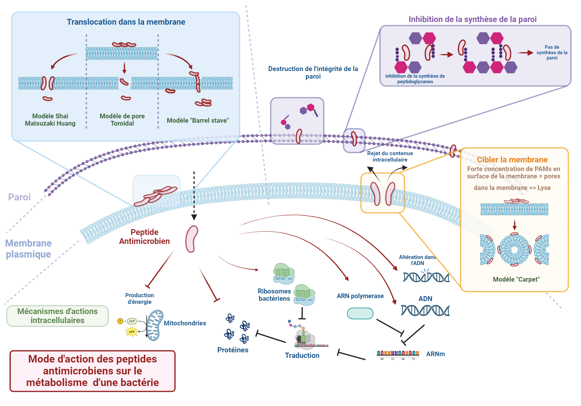 Antimicrobial Peptide Functions French Biorender Science Templates
