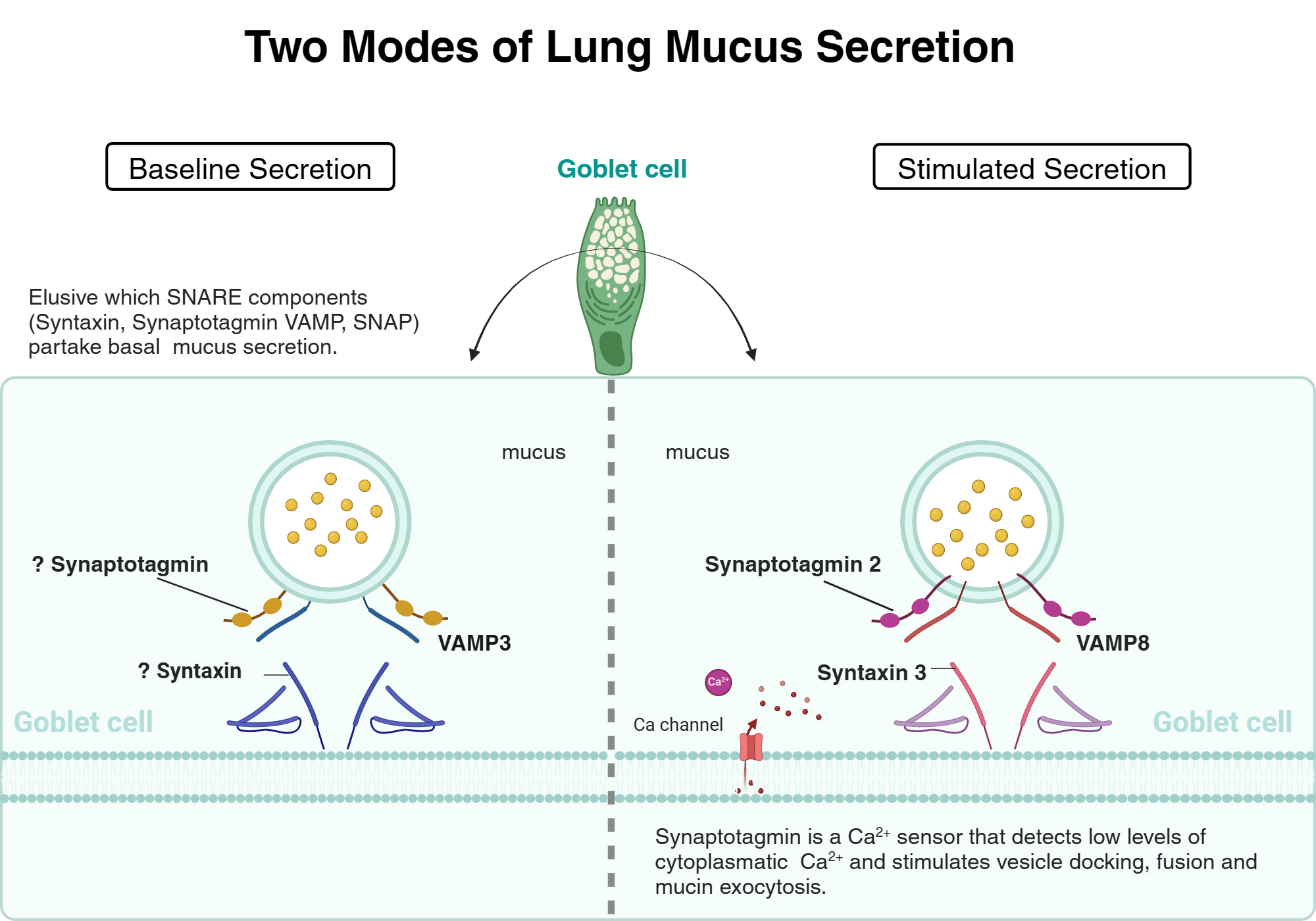 Two Modes of Lung Mucus Secretion | BioRender Science Templates