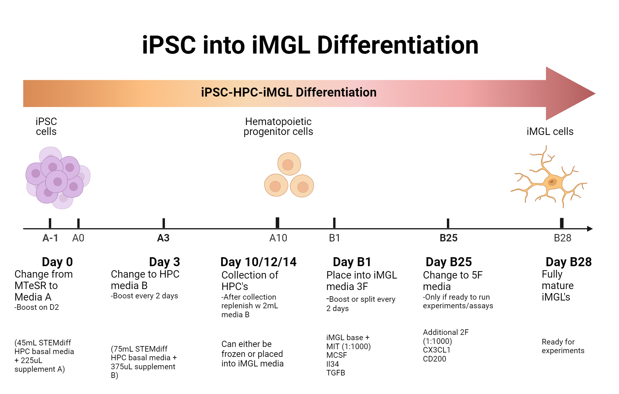 iMGL differentiation from iPSC | BioRender Science Templates