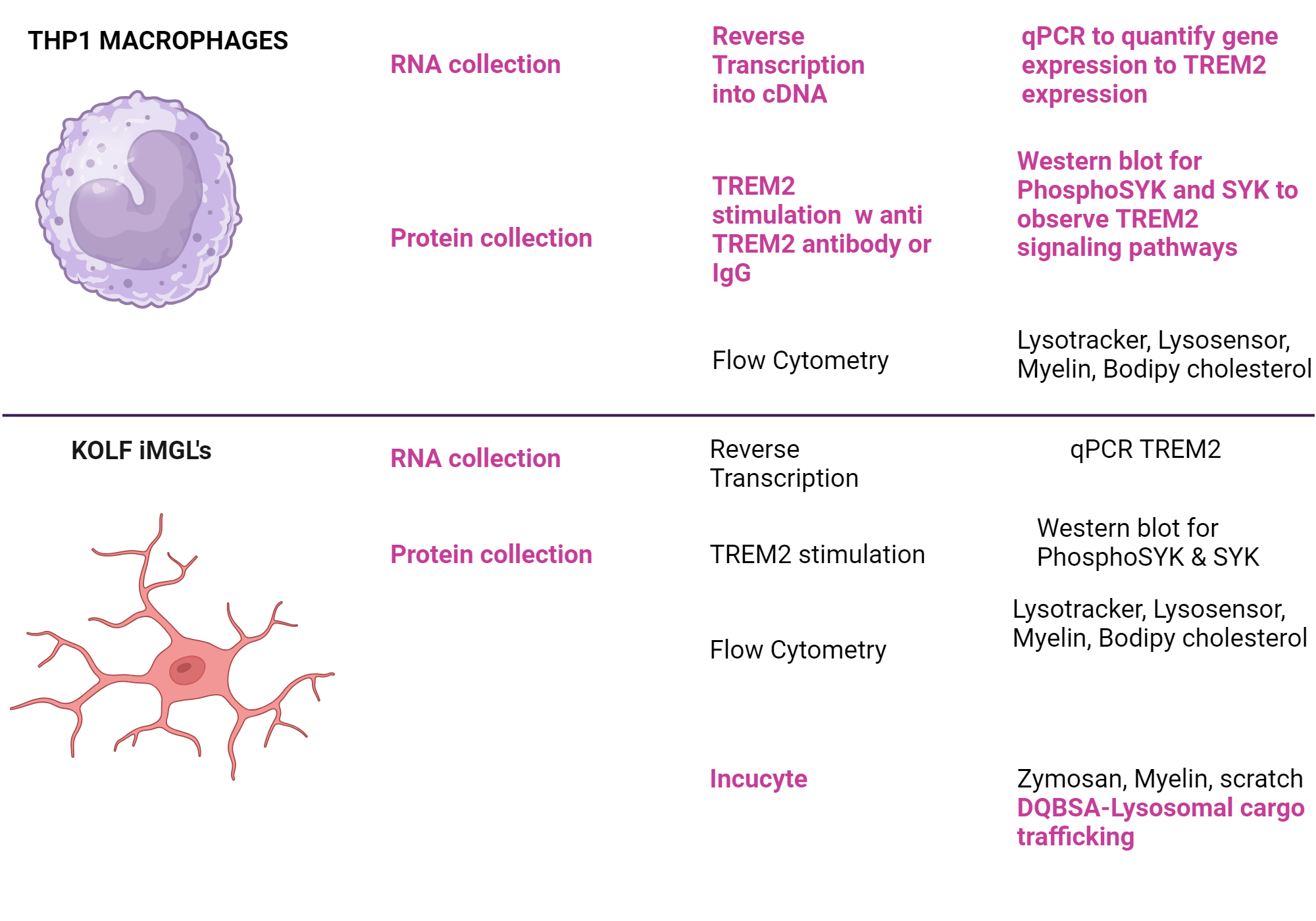 Macrophage, iMGL Assays | BioRender Science Templates
