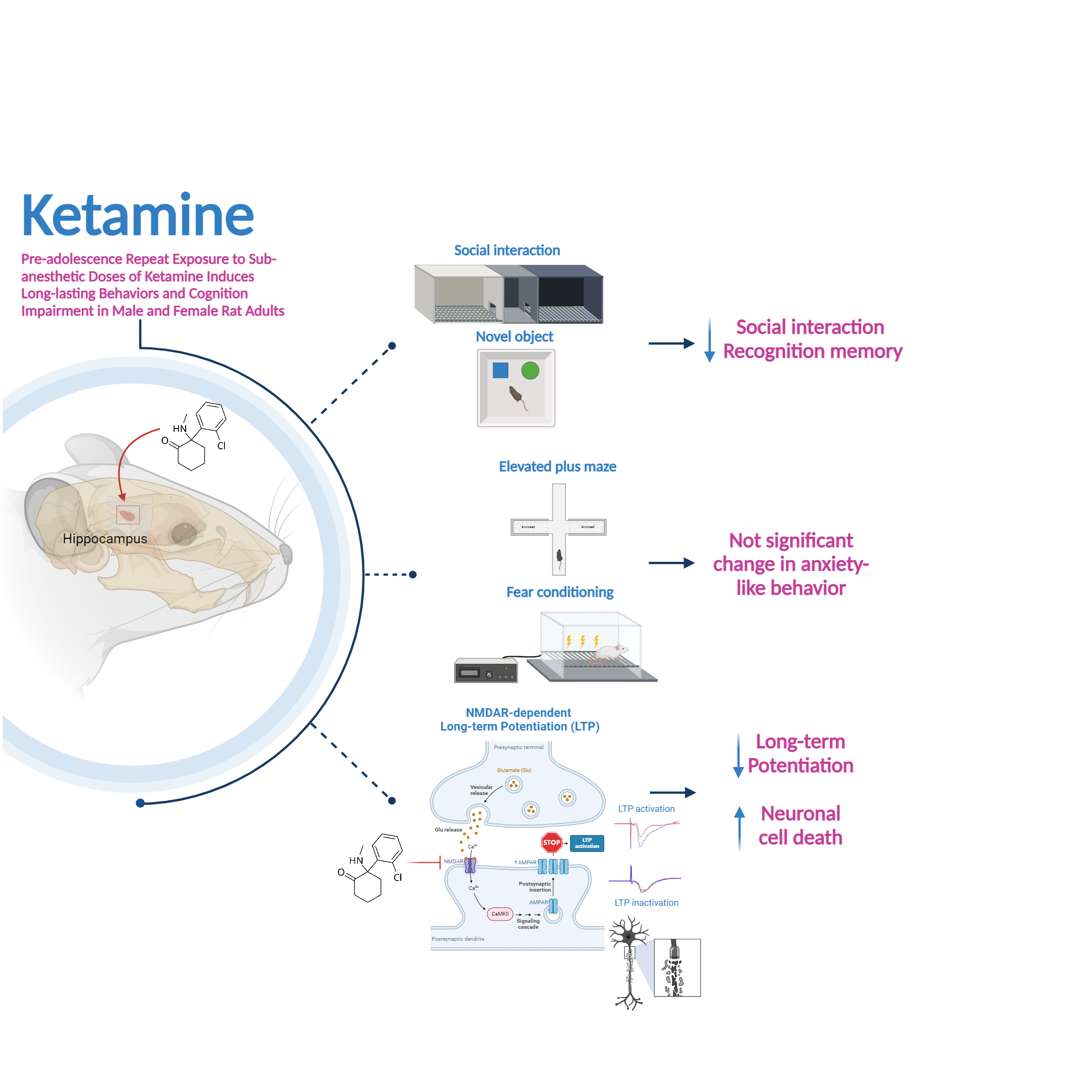 Ketamine and Cognition Impairment | BioRender Science Templates