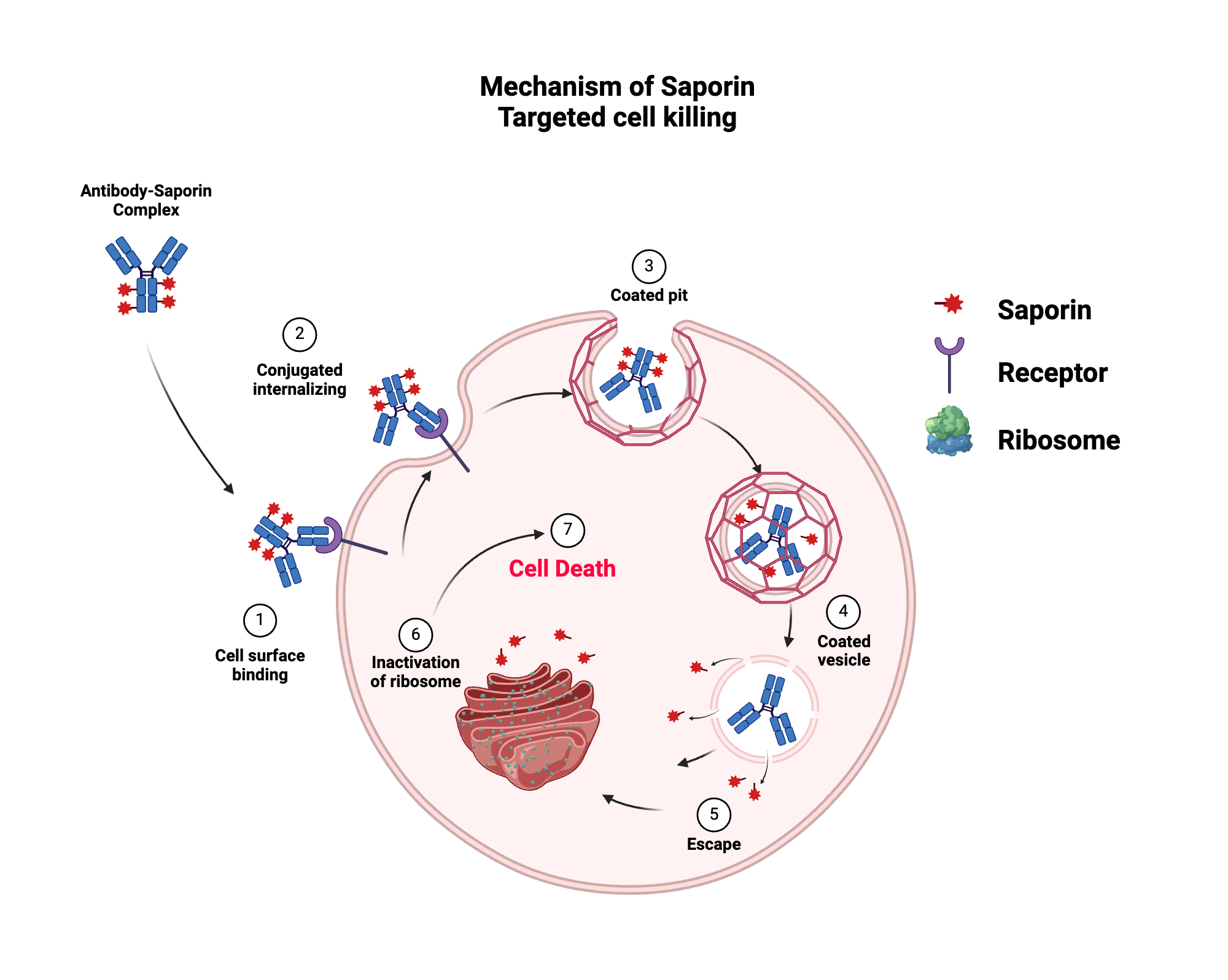 Mechanism of Saporin | BioRender Science Templates