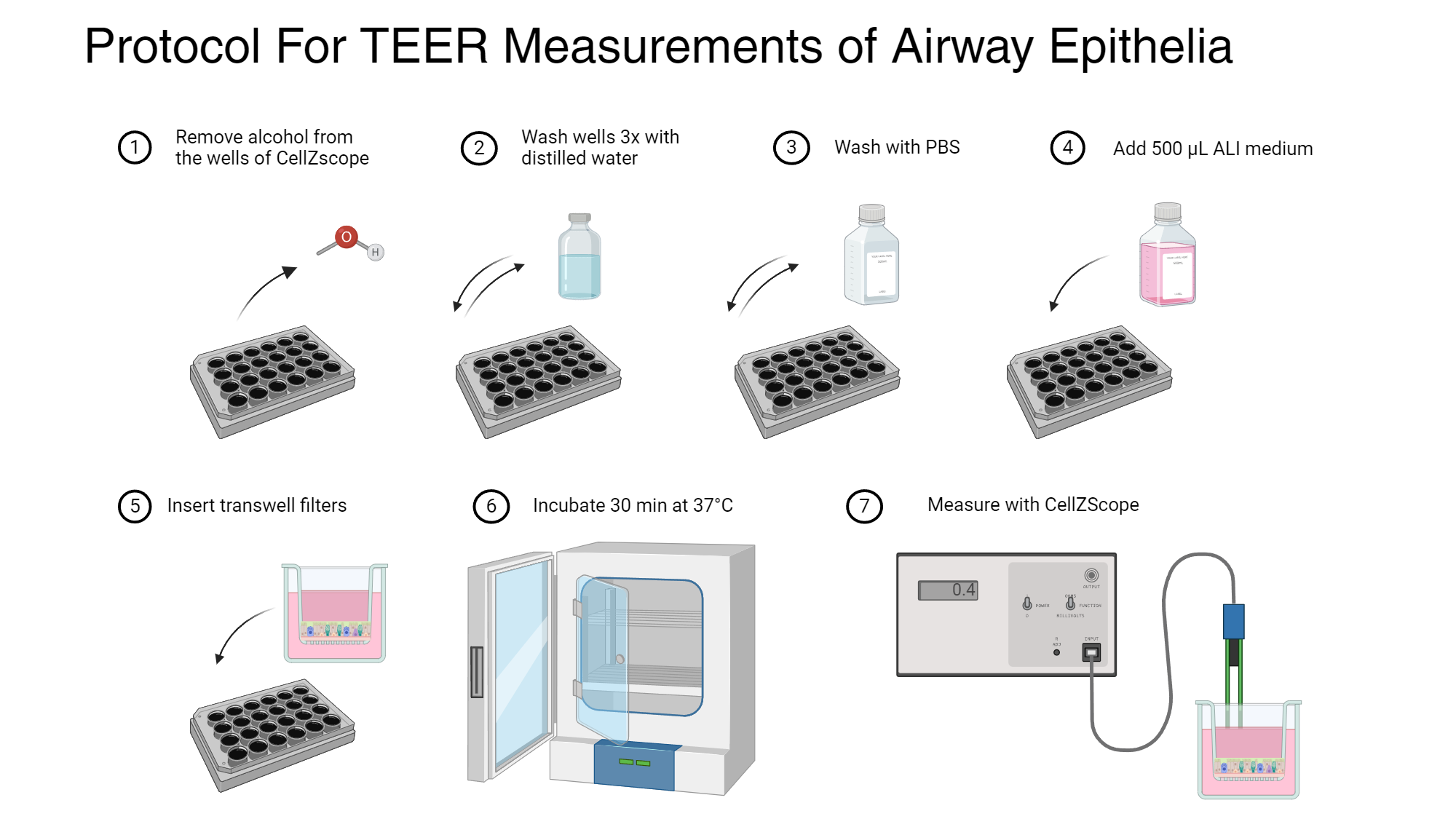 Protocol for TEER measurement of airway epithelial cells cultured on ...