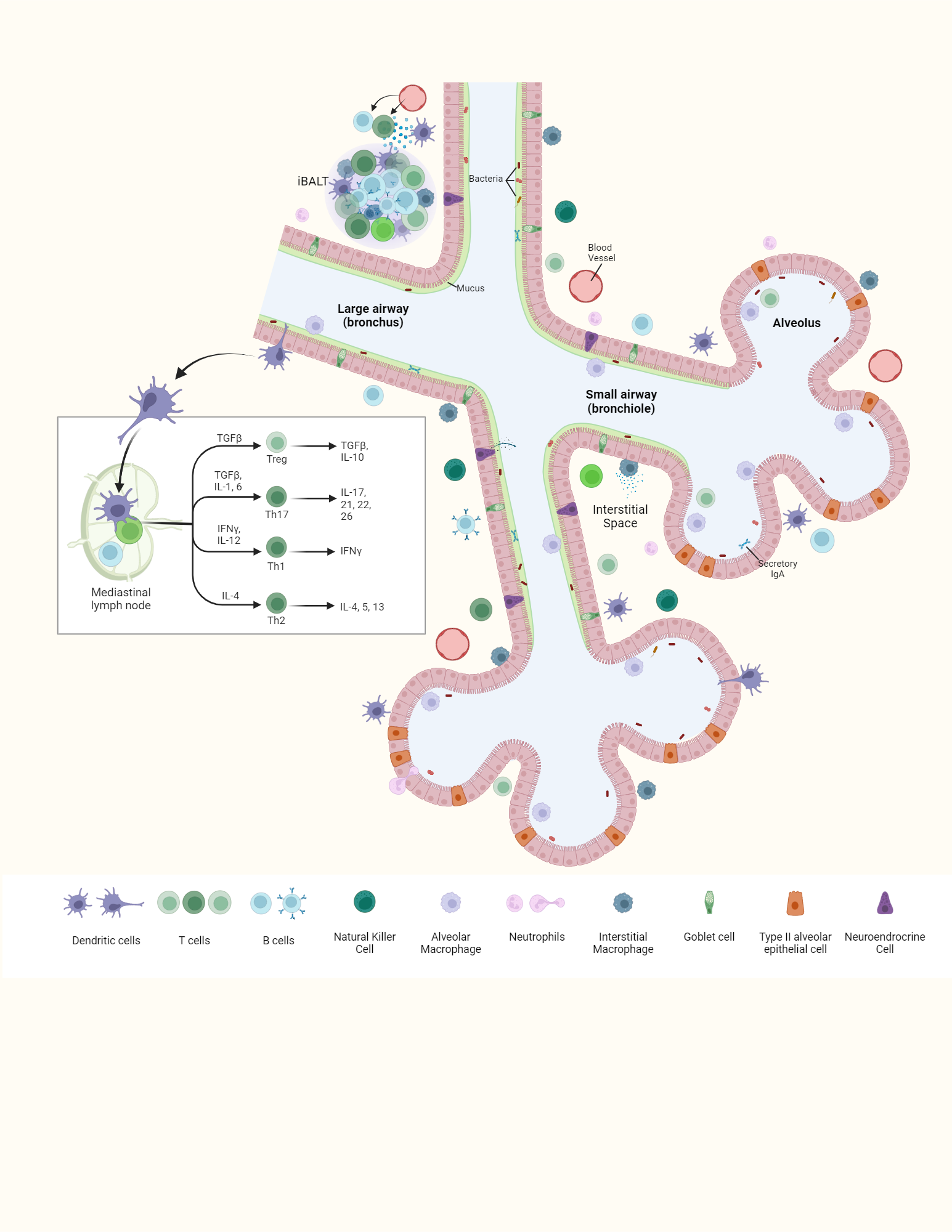 Schematic Representation of Immunology in the Alveolar and Interstitial ...