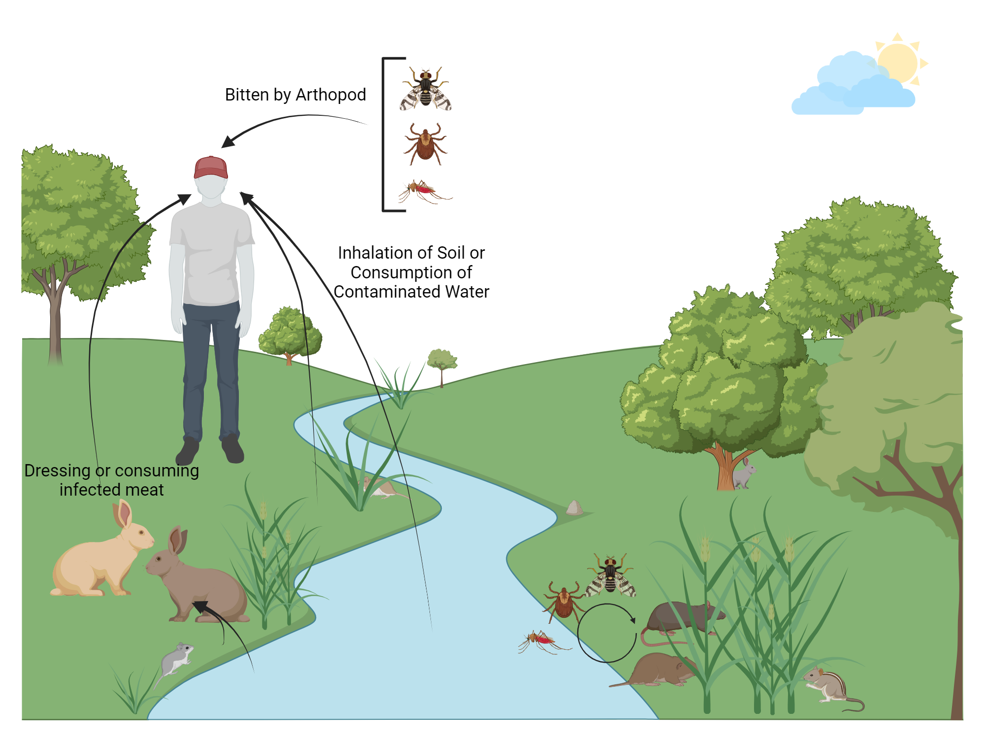 Transmission of Francisella in Nature | BioRender Science Templates