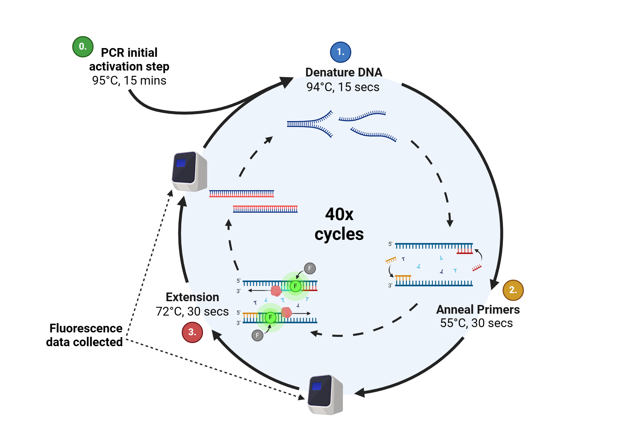 RT-qPCR Cycles | BioRender Science Templates