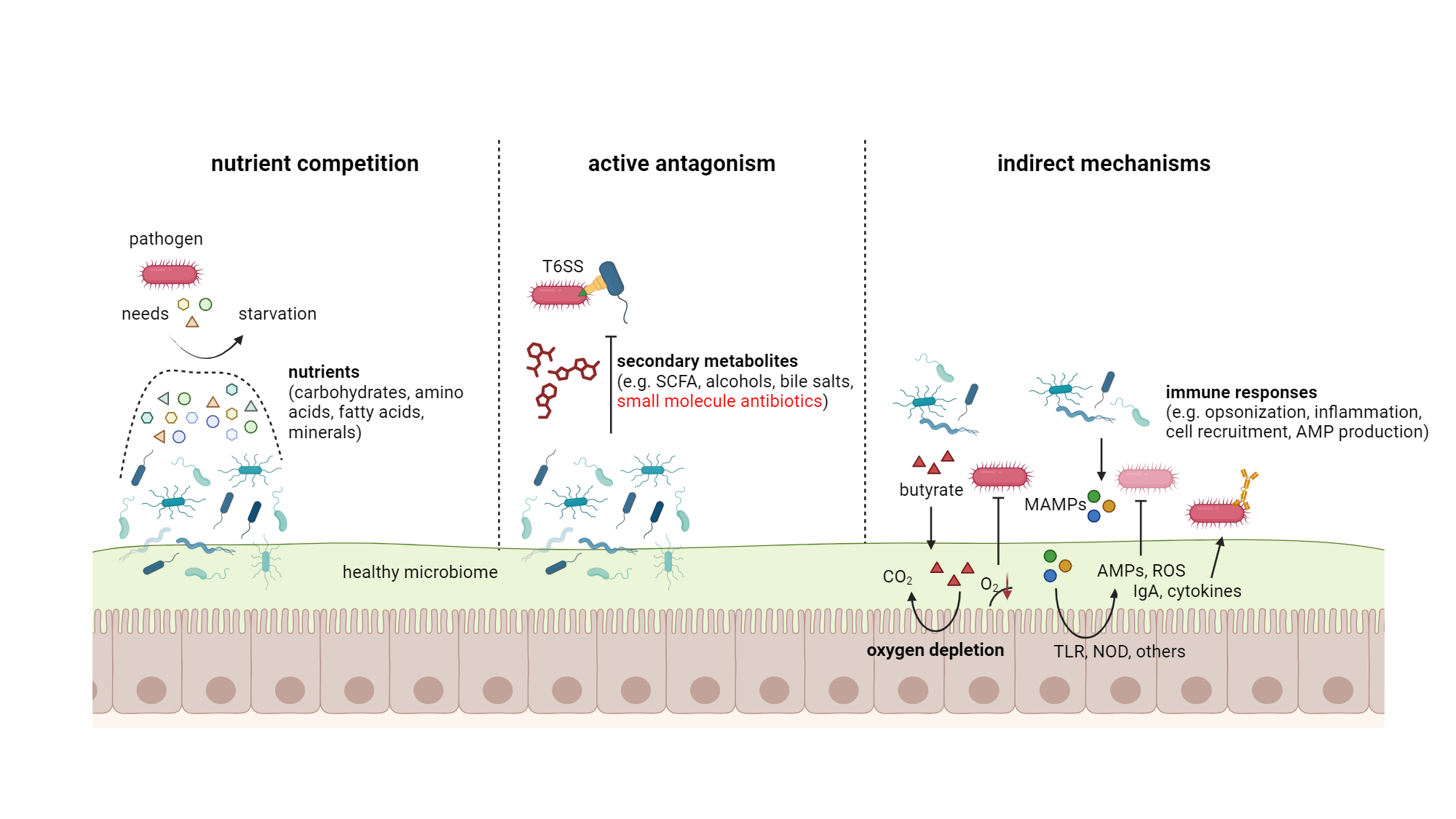 Gut microbiome - colonization resistance | BioRender Science Templates