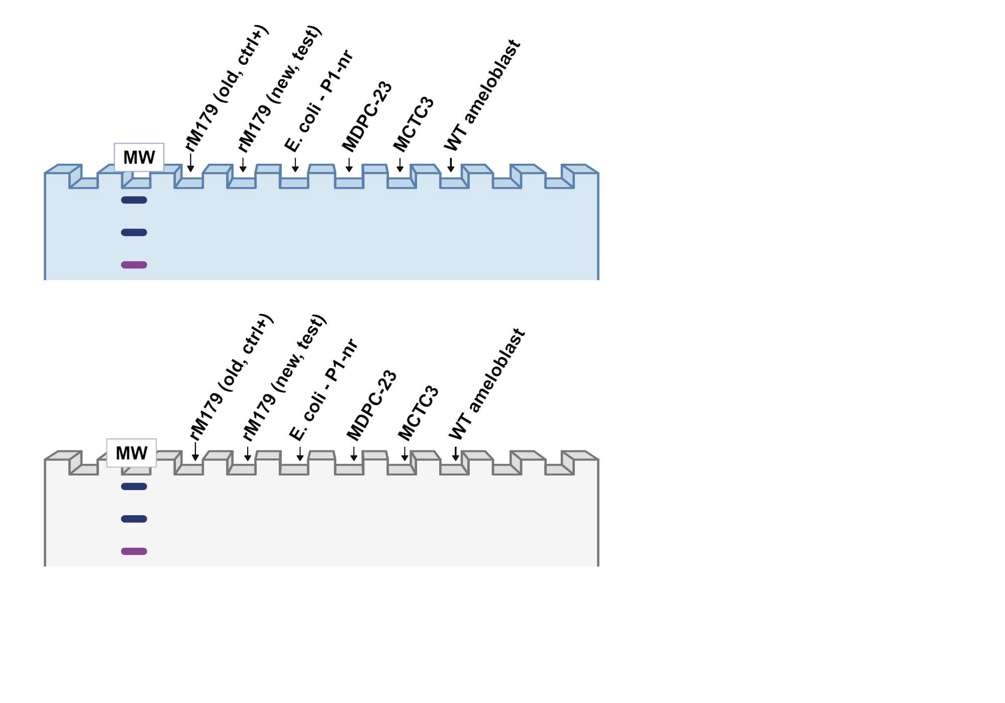 SDS PAGE and WB plans | BioRender Science Templates