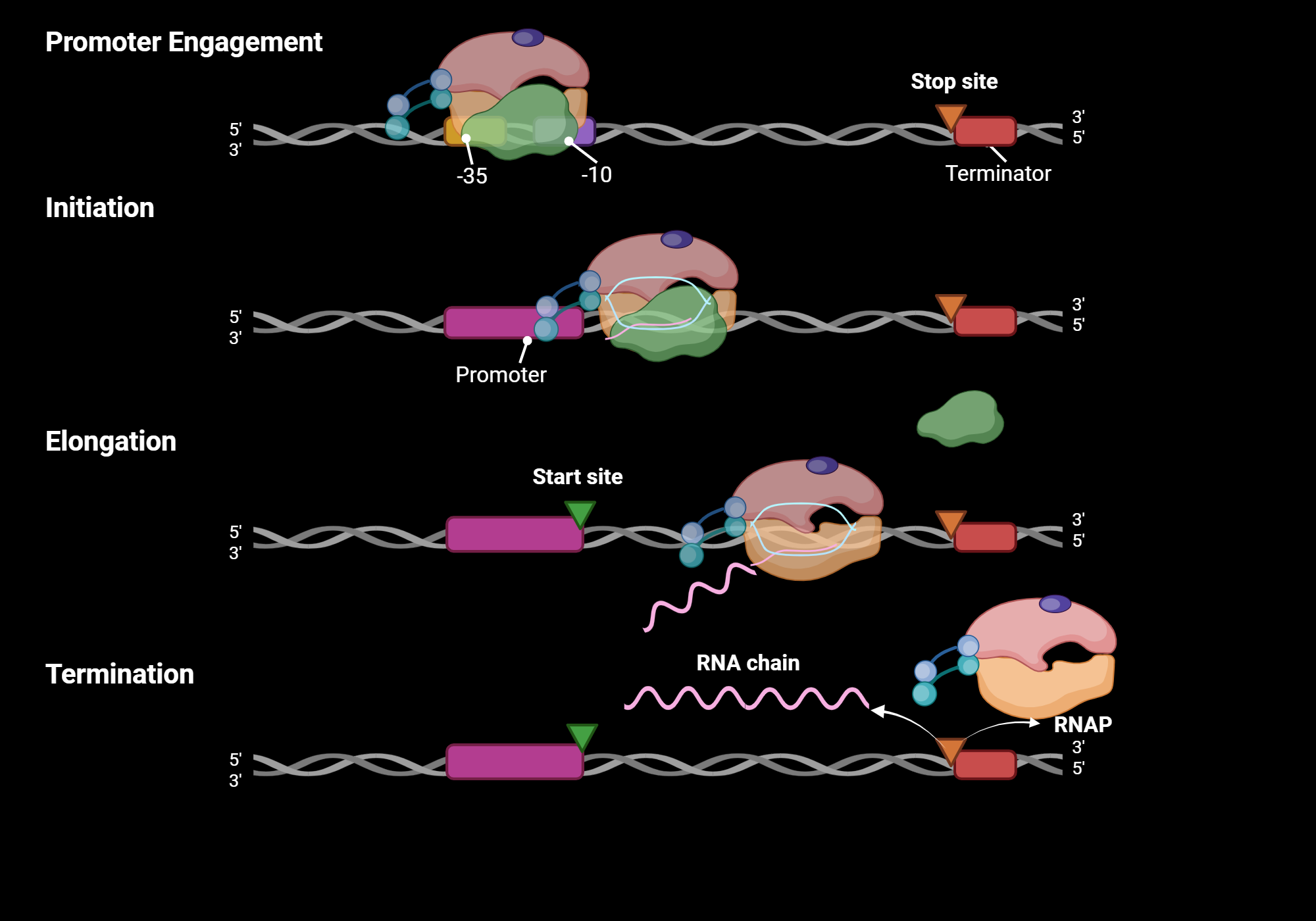 Prokaryotic Transcription | BioRender Science Templates